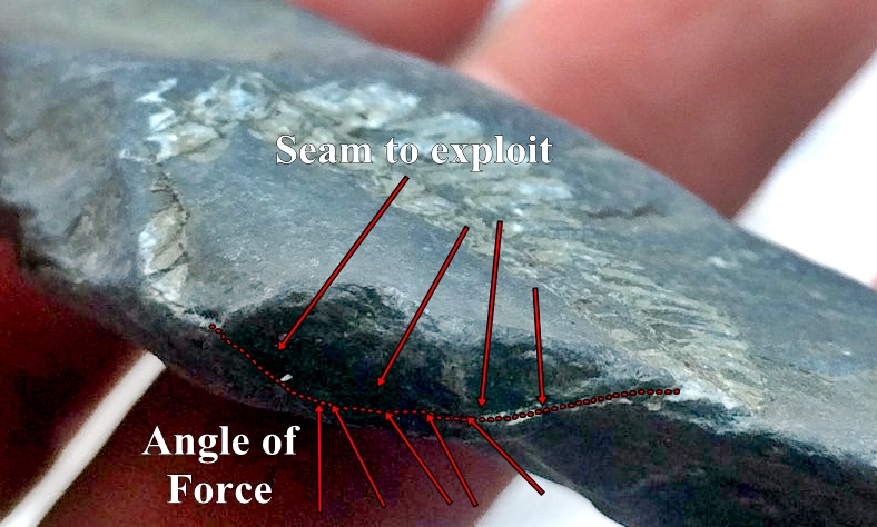Fern? (Update: Triarthrus beckii) - Fossil ID - The Fossil Forum