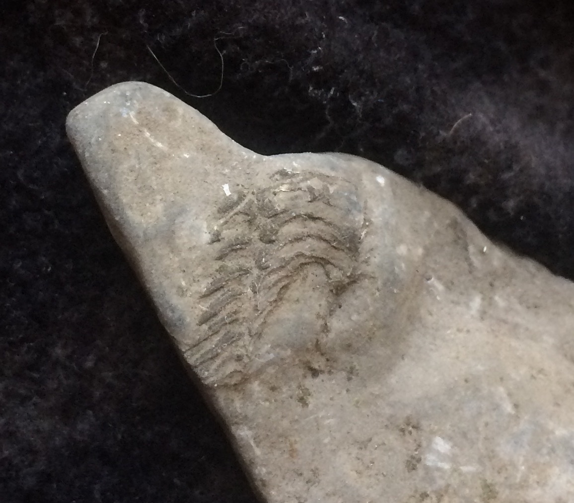 Fern? (Update: Triarthrus beckii) - Fossil ID - The Fossil Forum