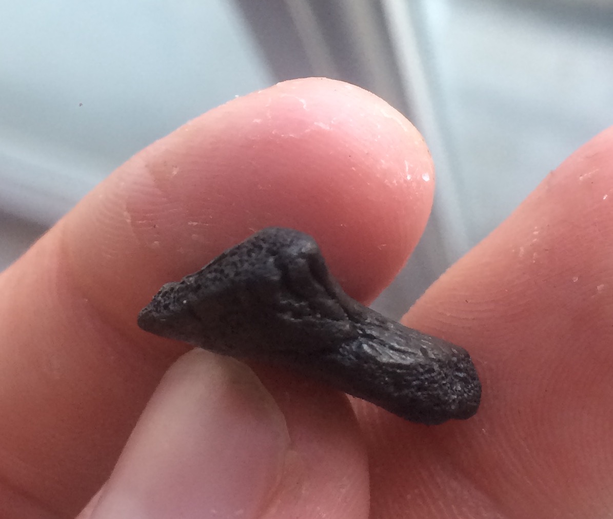 Id? - Fossil ID - The Fossil Forum