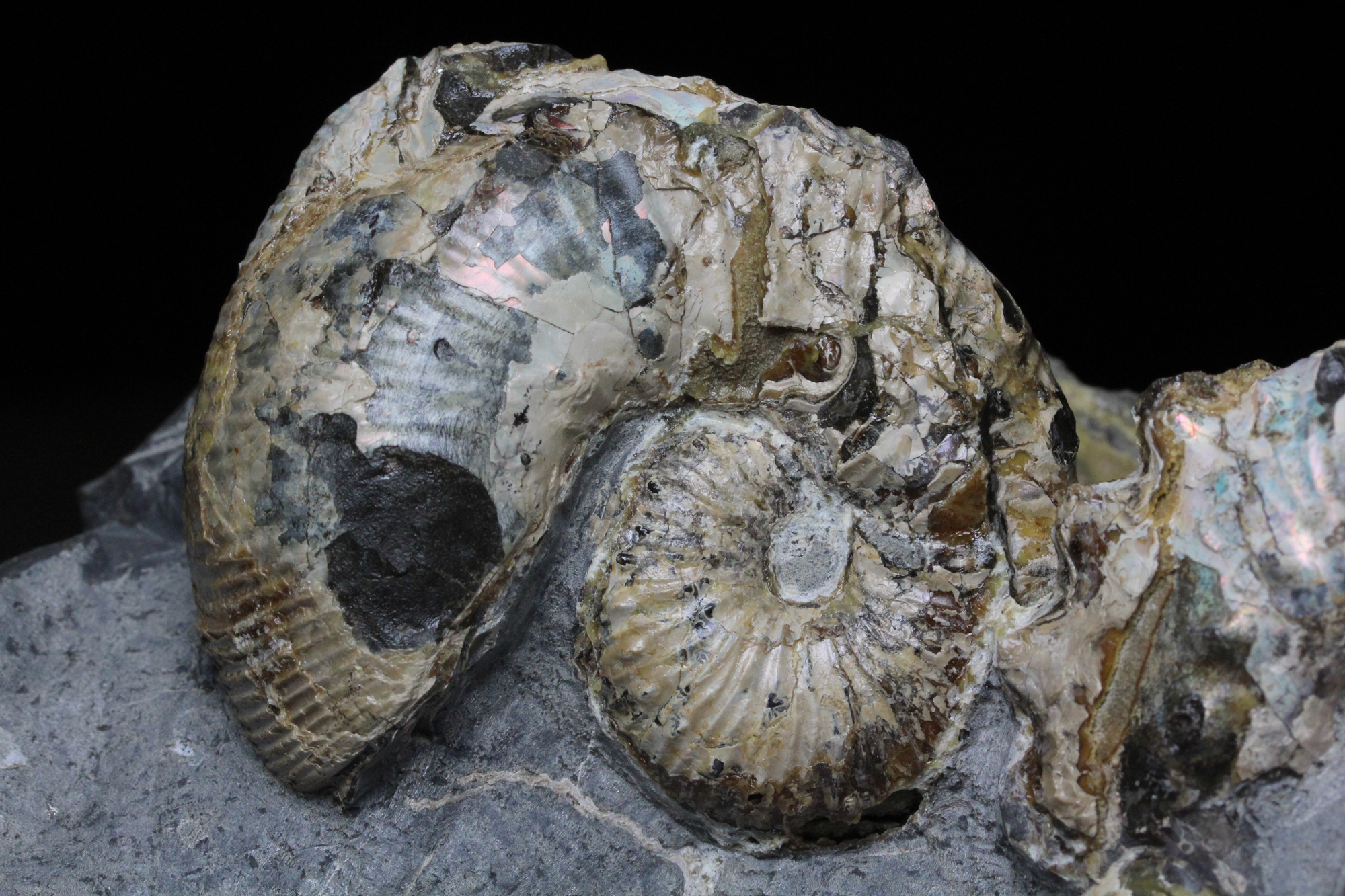Another Pierre Shale Ammonite - Fossil Preparation - The Fossil Forum