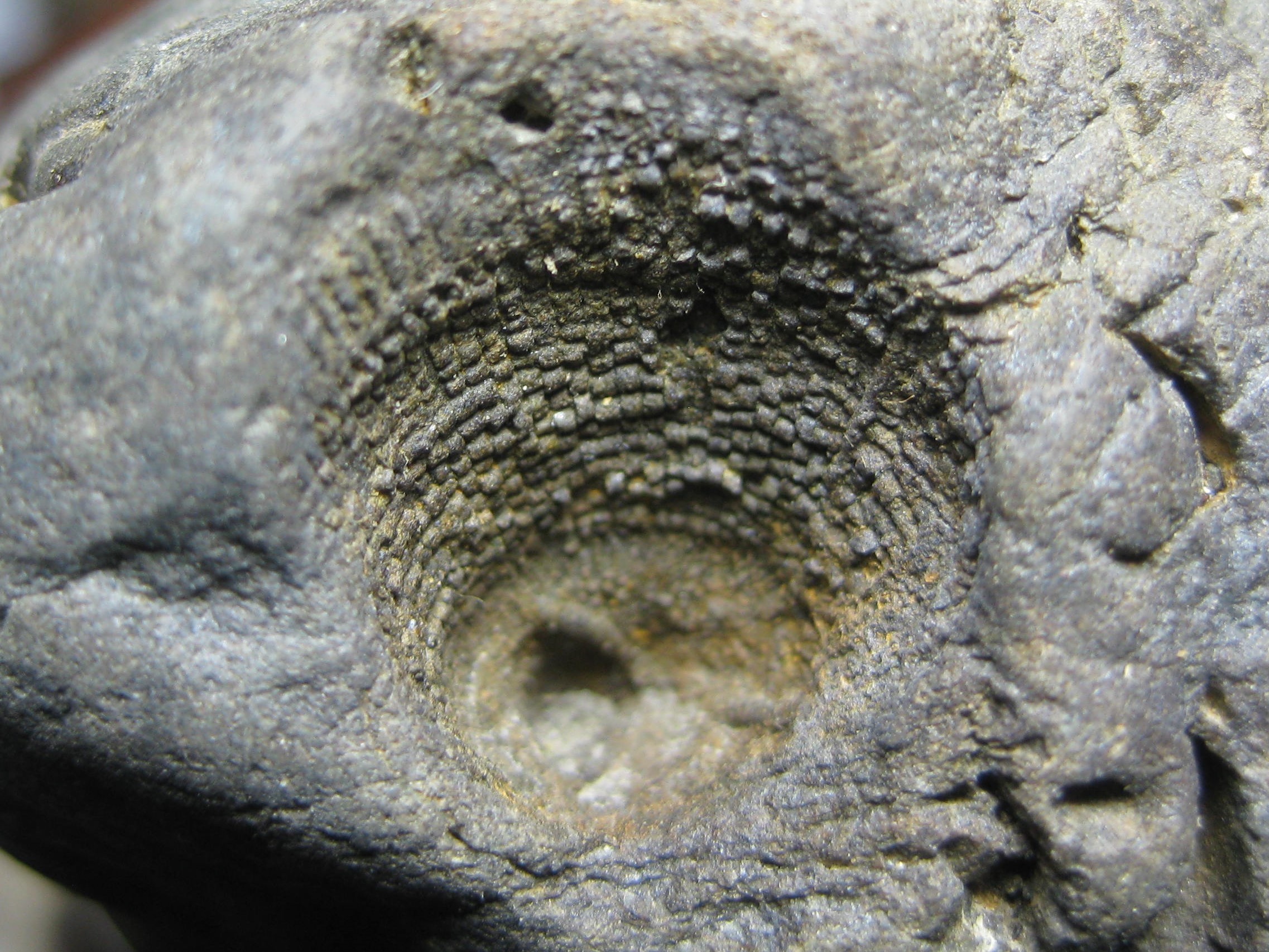 Cool fossil. What is it? - Fossil ID - The Fossil Forum