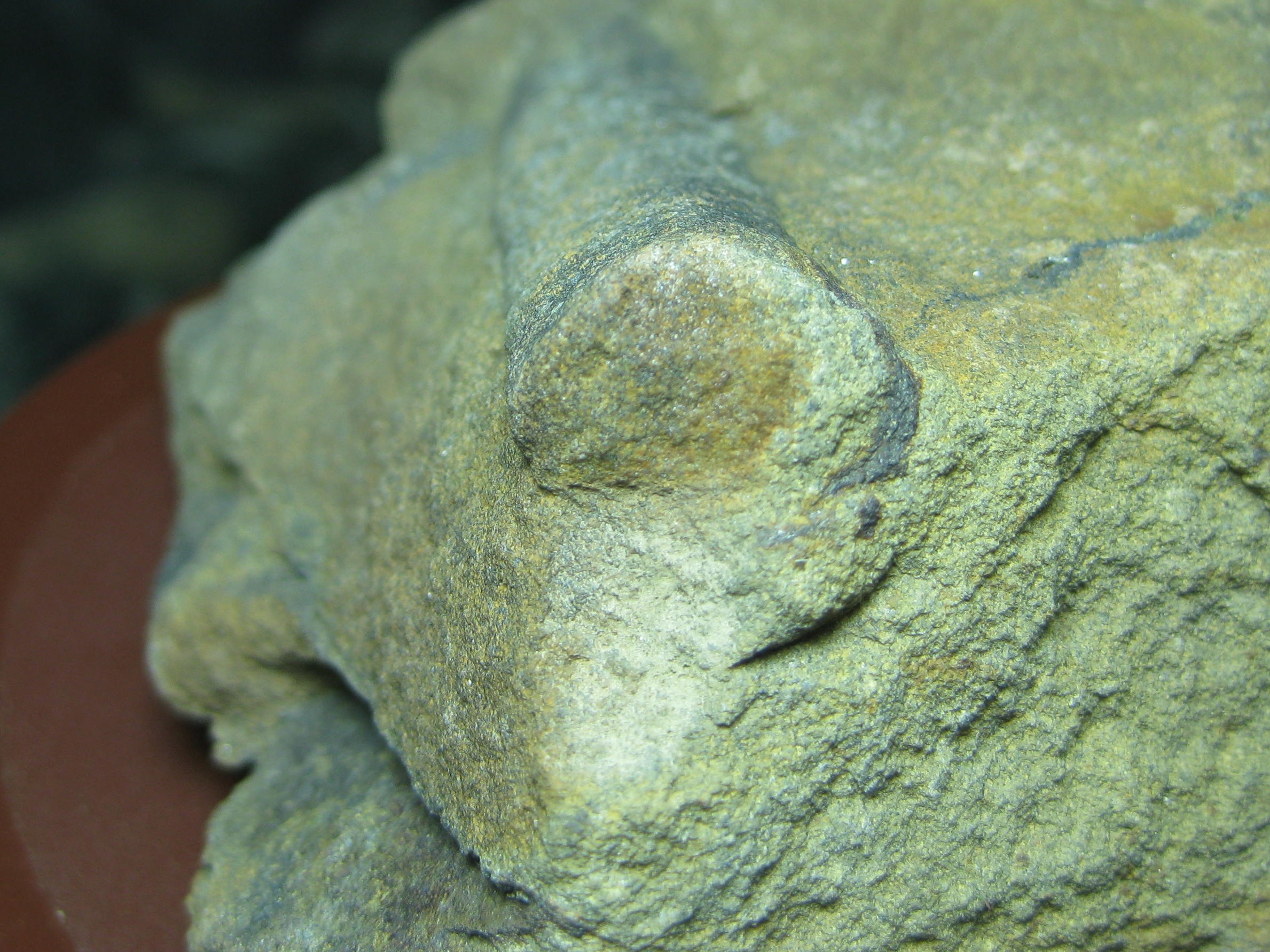 Plant - Fossil ID - The Fossil Forum
