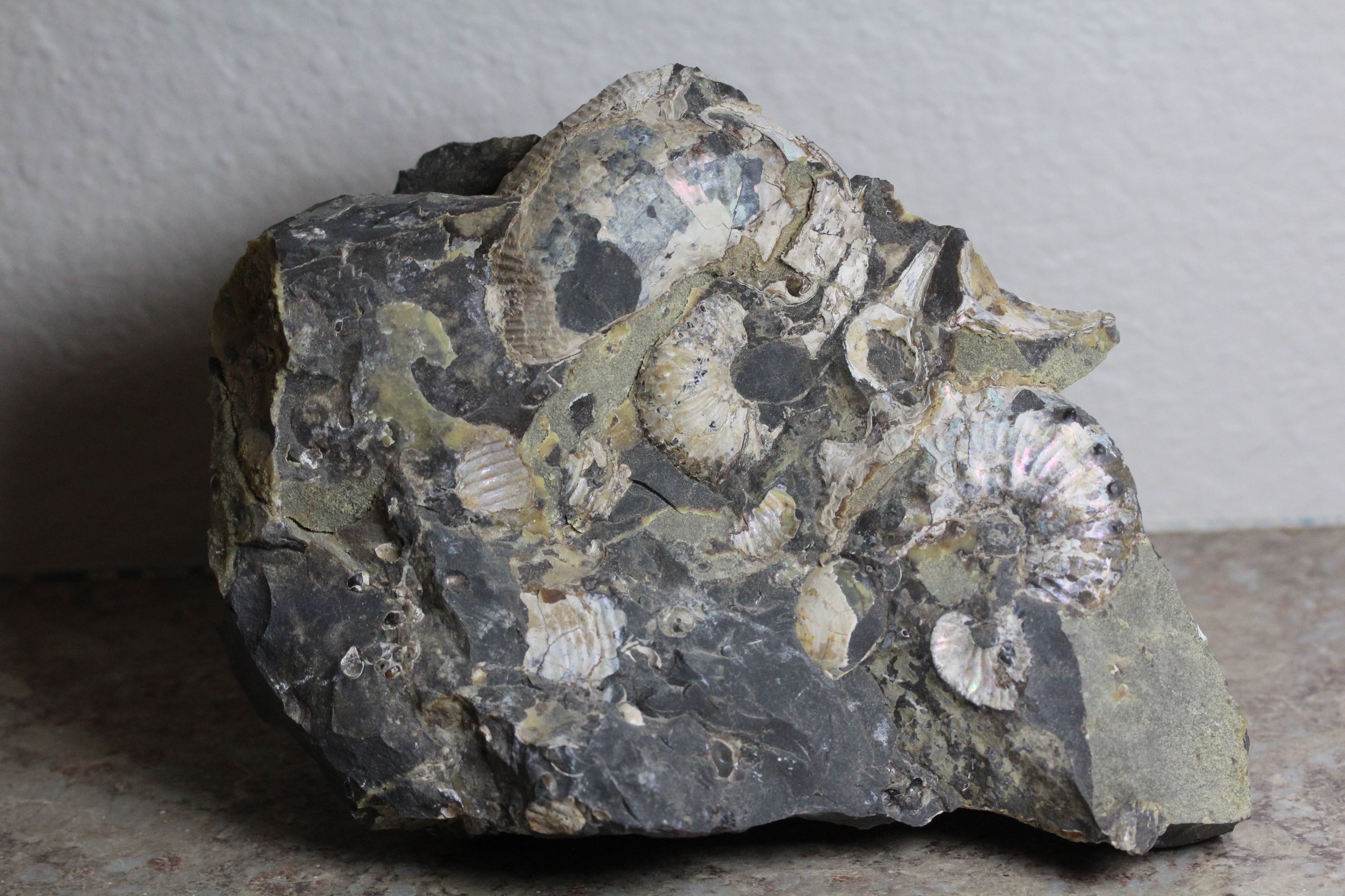 Another Pierre Shale Ammonite - Fossil Preparation - The Fossil Forum