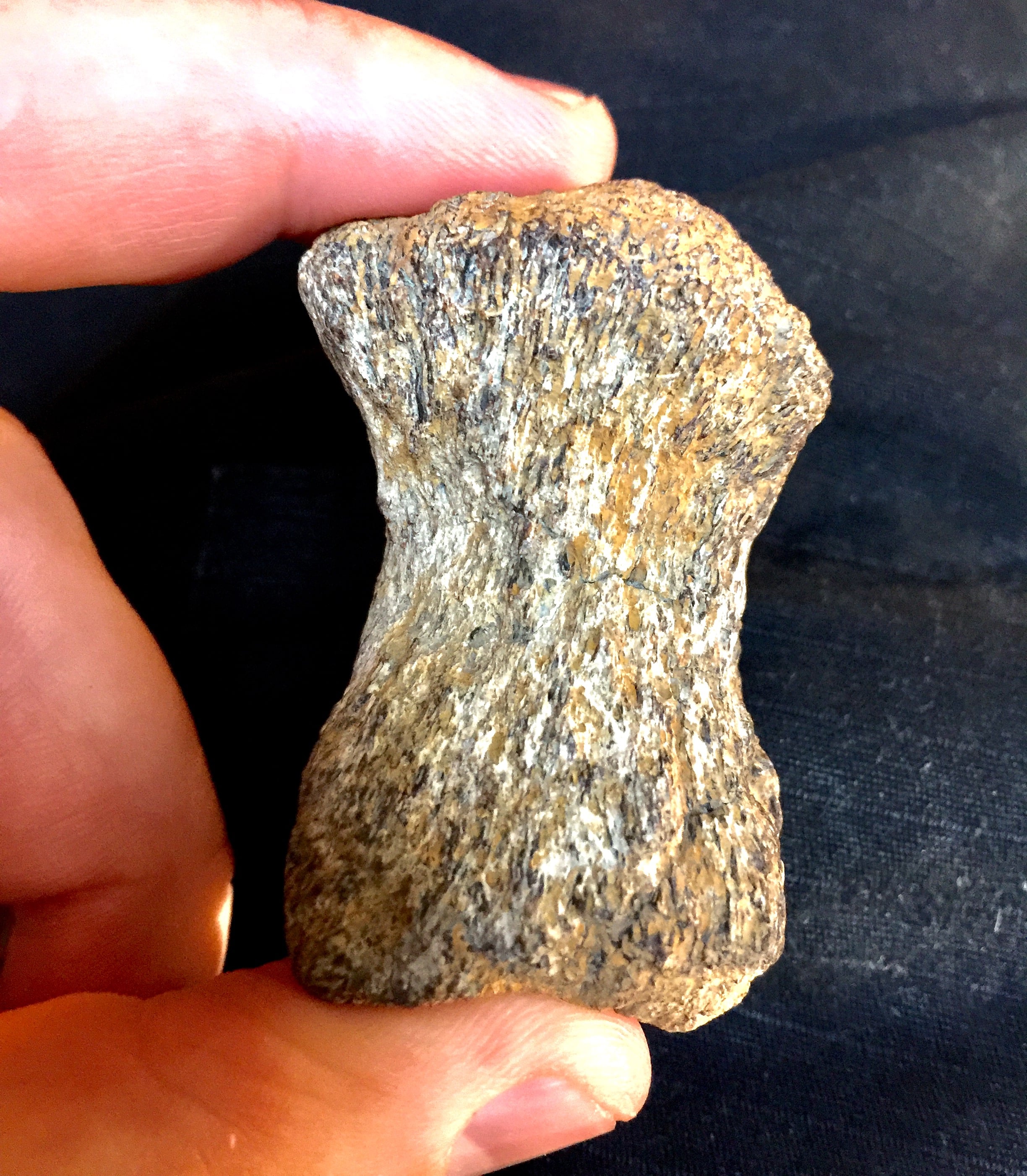 Mosasaur flipper bone? - Fossil ID - The Fossil Forum