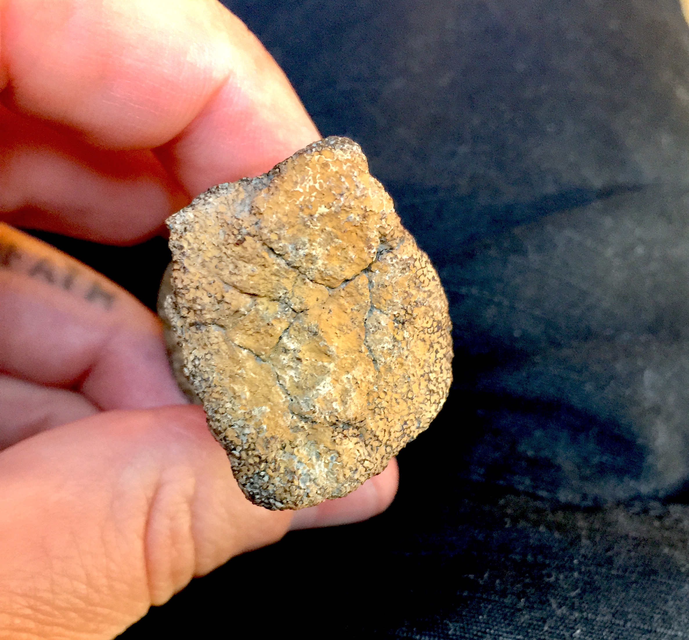 Mosasaur flipper bone? - Fossil ID - The Fossil Forum