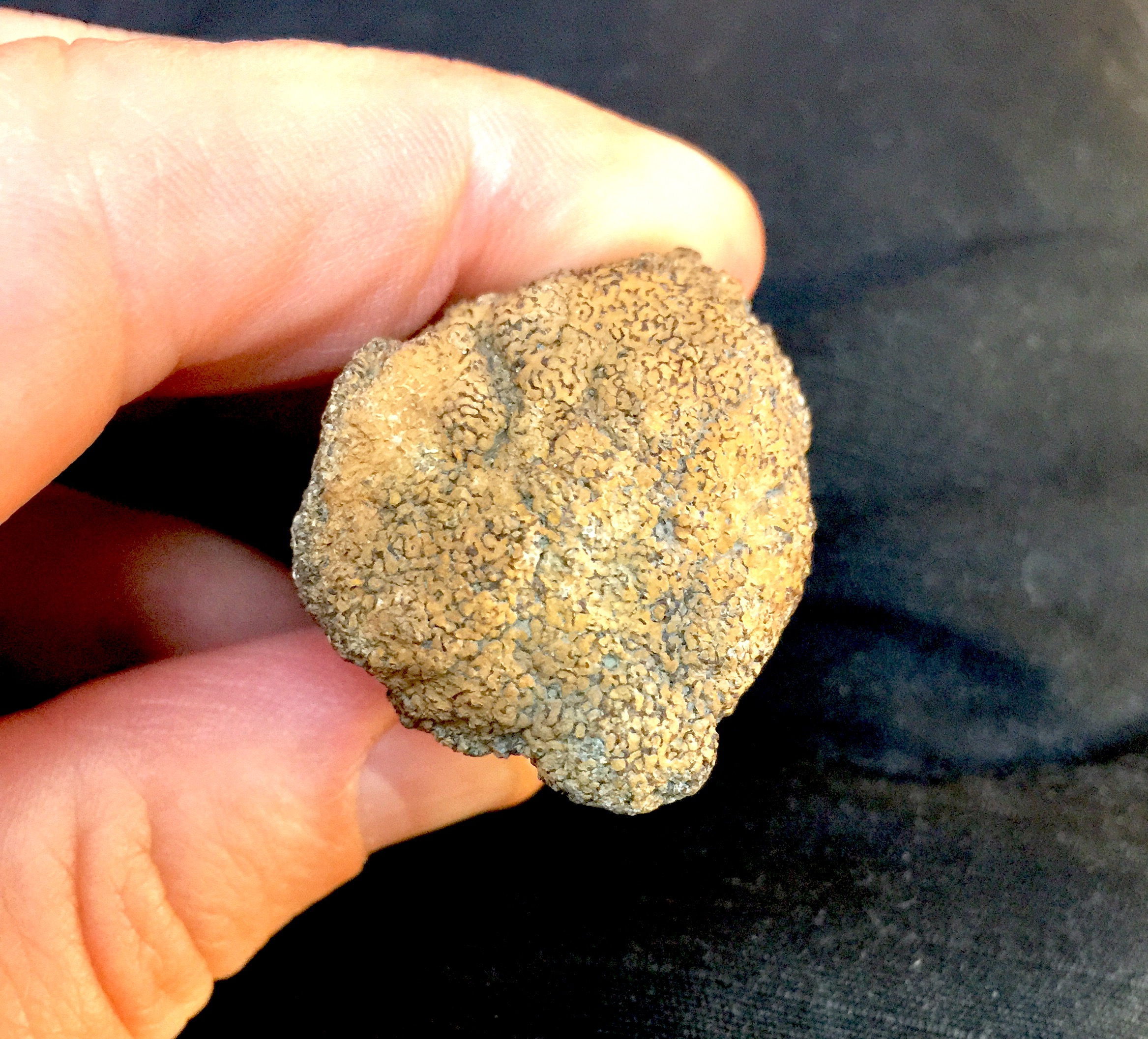 Mosasaur flipper bone? - Fossil ID - The Fossil Forum
