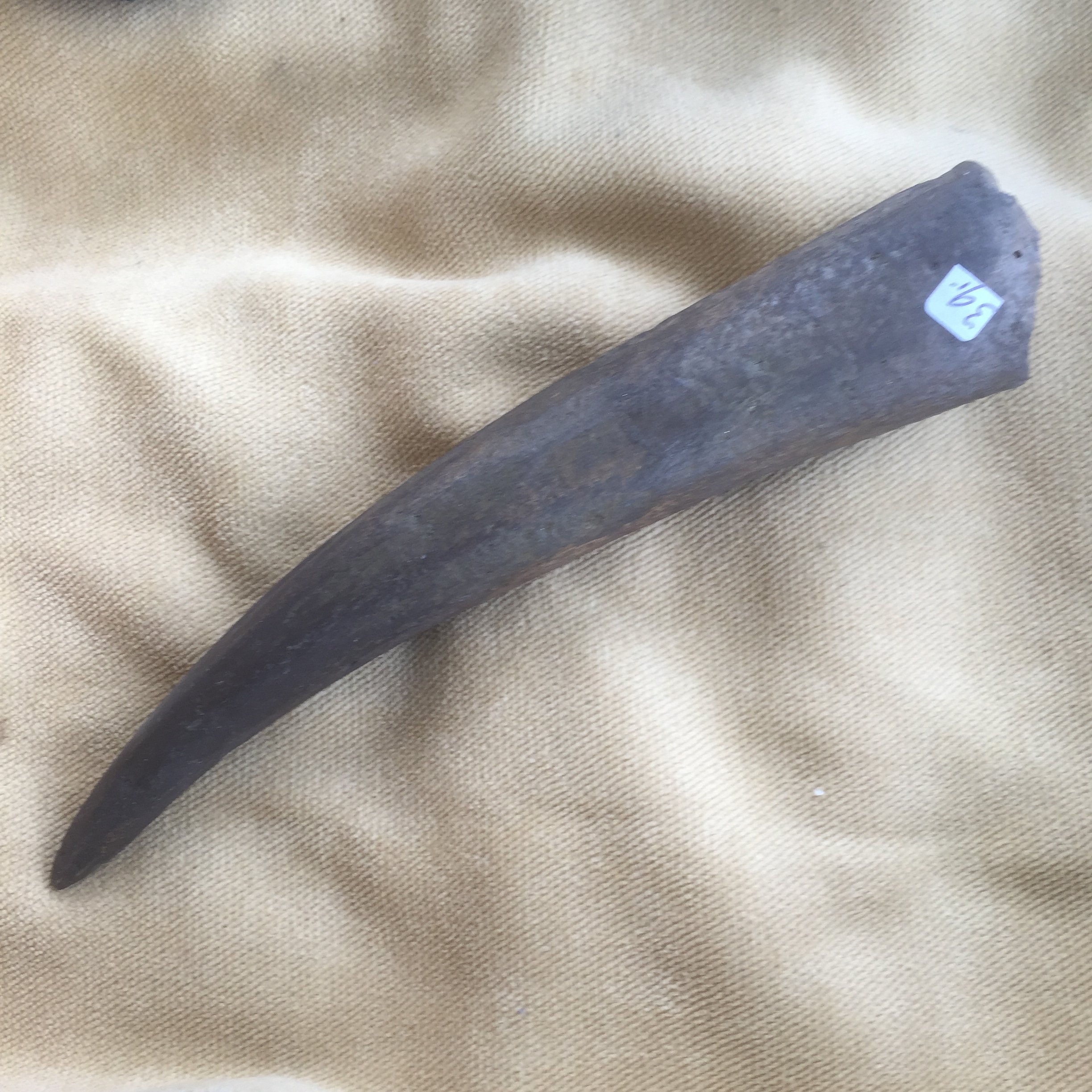 Giant Spino tooth? - Fossil ID - The Fossil Forum