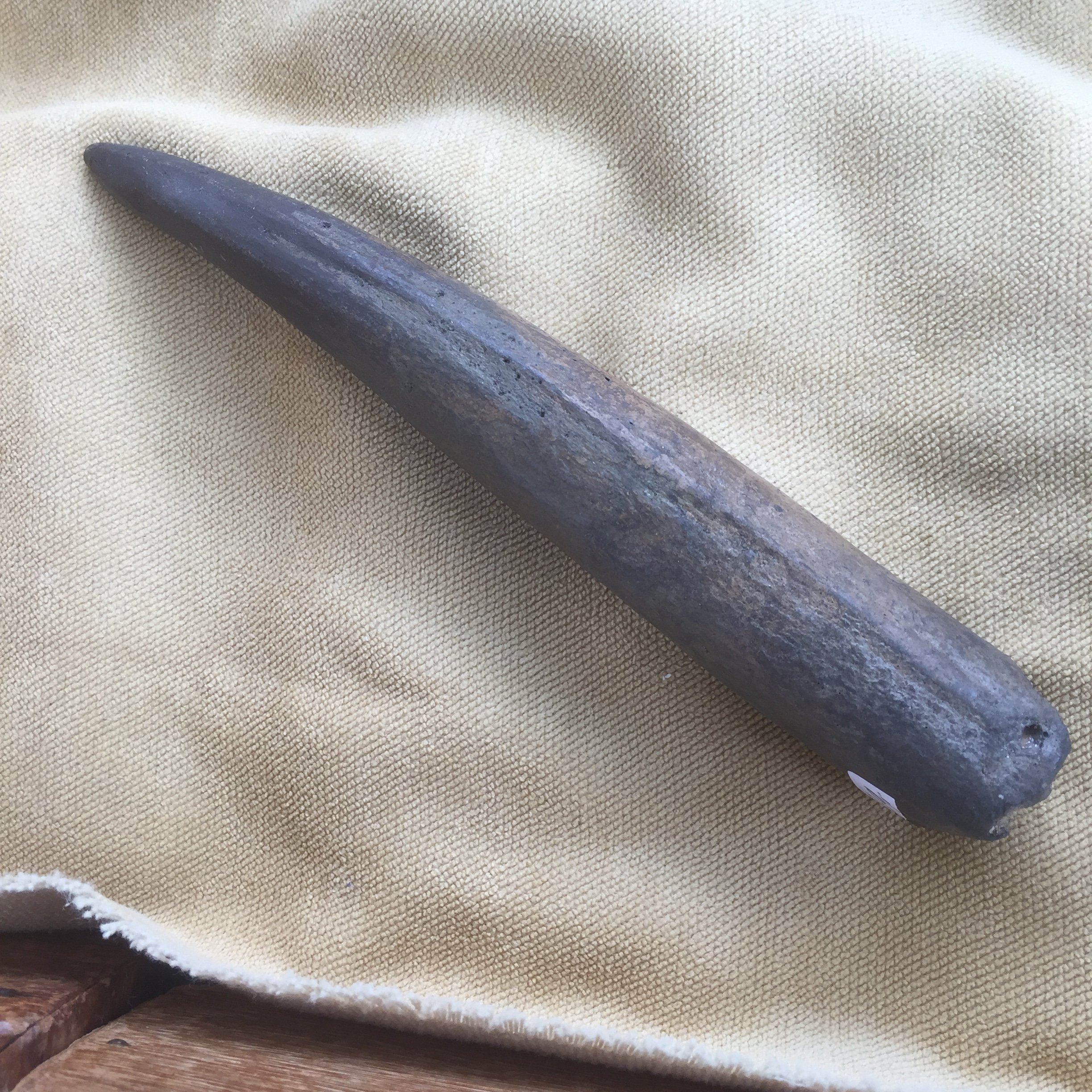 Giant Spino tooth? - Fossil ID - The Fossil Forum