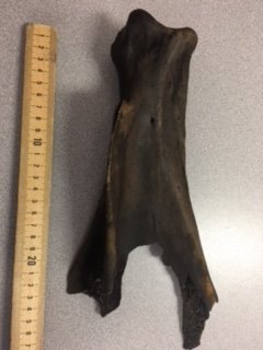 Should Bone Cow/Bison/? - Fossil ID - The Fossil Forum