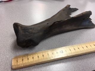 Should Bone Cow/Bison/? - Fossil ID - The Fossil Forum