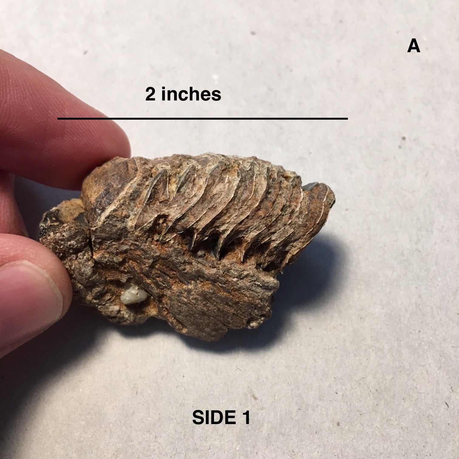 Fossil ID mammal teeth? - Fossil ID - The Fossil Forum