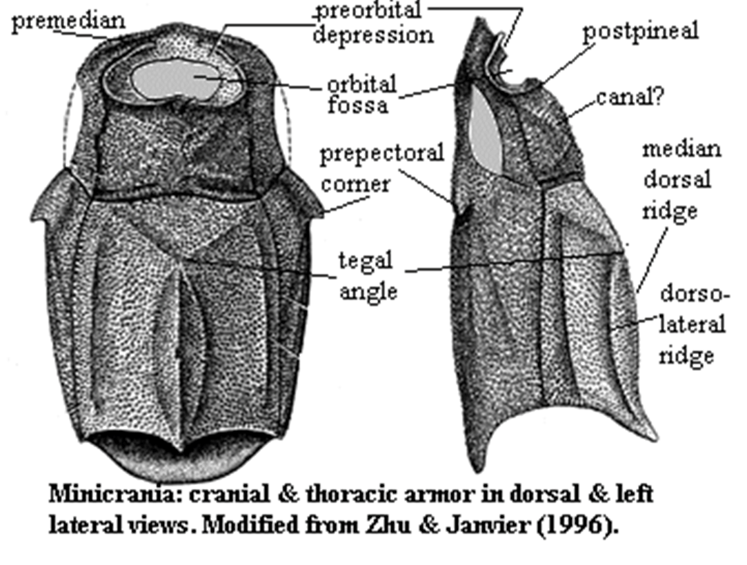 Anterior and posterior ventral parts of Bothriolepis - Fossil ID - The ...