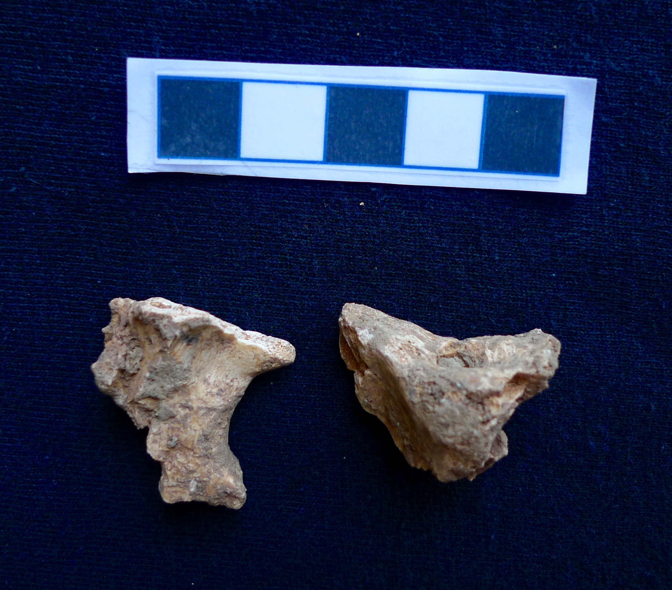trying to identfy these bones - Fossil ID - The Fossil Forum