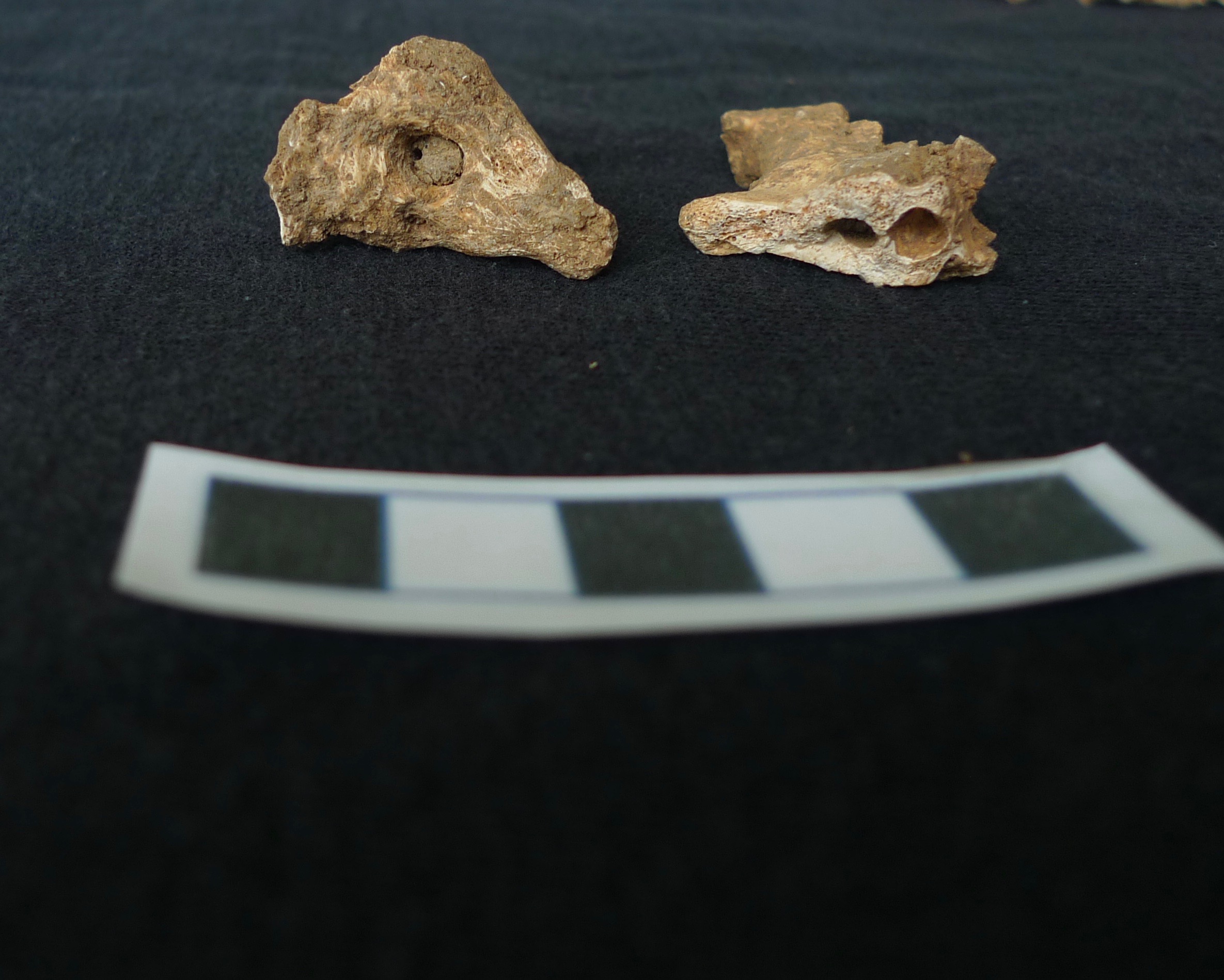 trying to identfy these bones - Fossil ID - The Fossil Forum