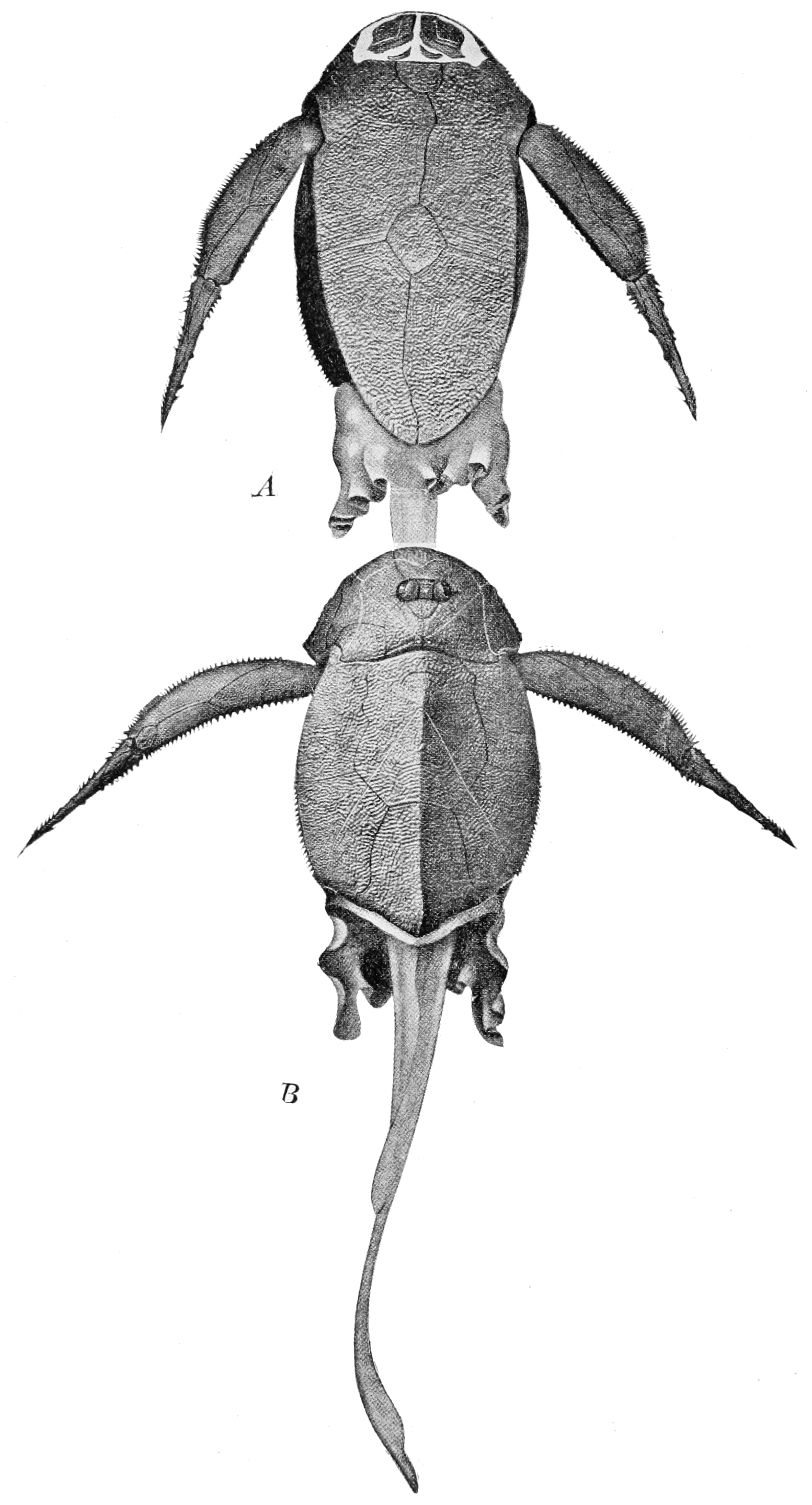 Anterior and posterior ventral parts of Bothriolepis - Fossil ID - The ...