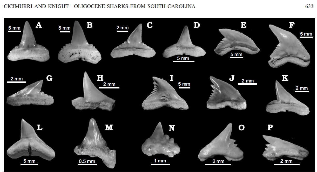 Tiny shark teeth ID - Fossil ID - The Fossil Forum