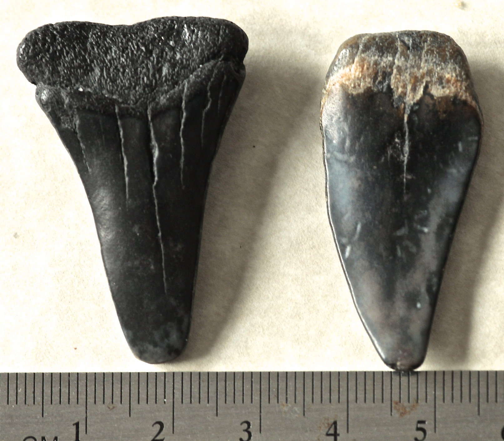 Teeth ID - Fossil ID - The Fossil Forum