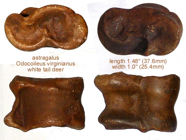 Interesting bones - Fossil ID - The Fossil Forum
