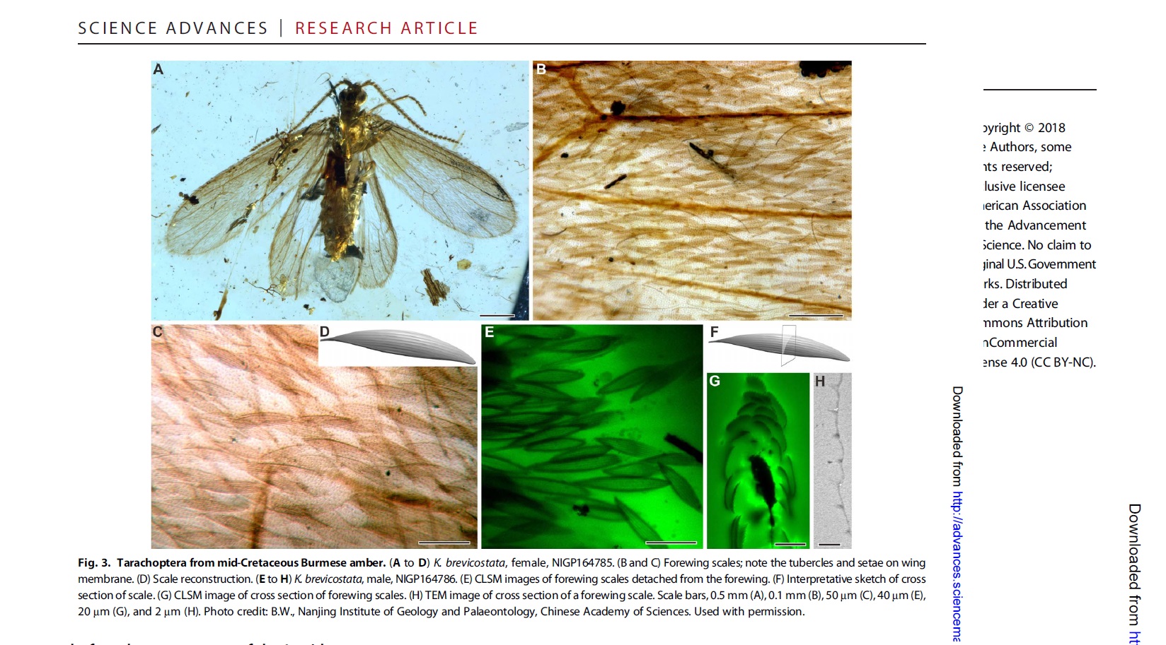 Jurassic butterflies were colourful, too - Fossil News - The Fossil Forum