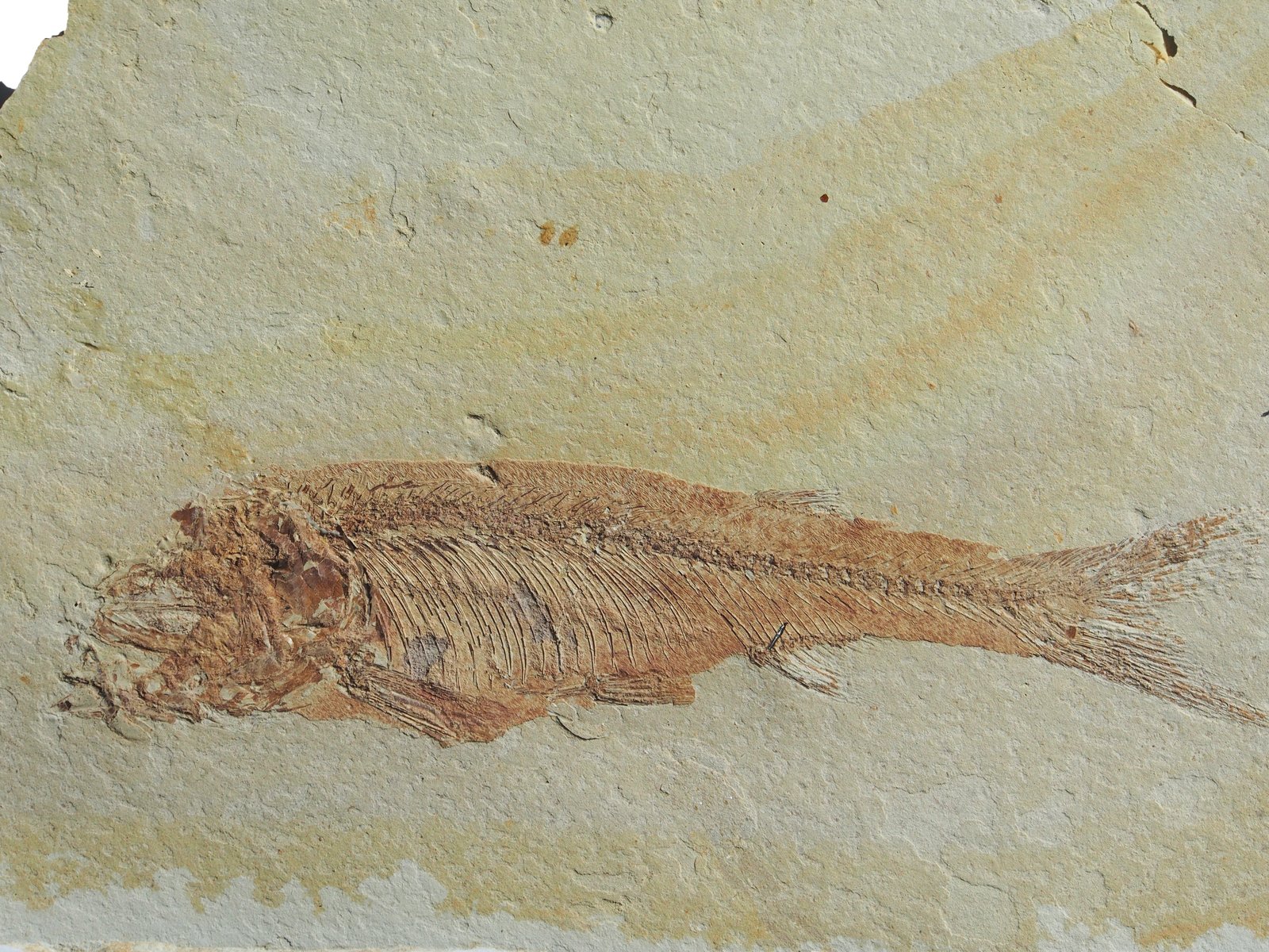 Jinanichhys longicephalus Ma & Sun, 1988 - Member Collections - The ...