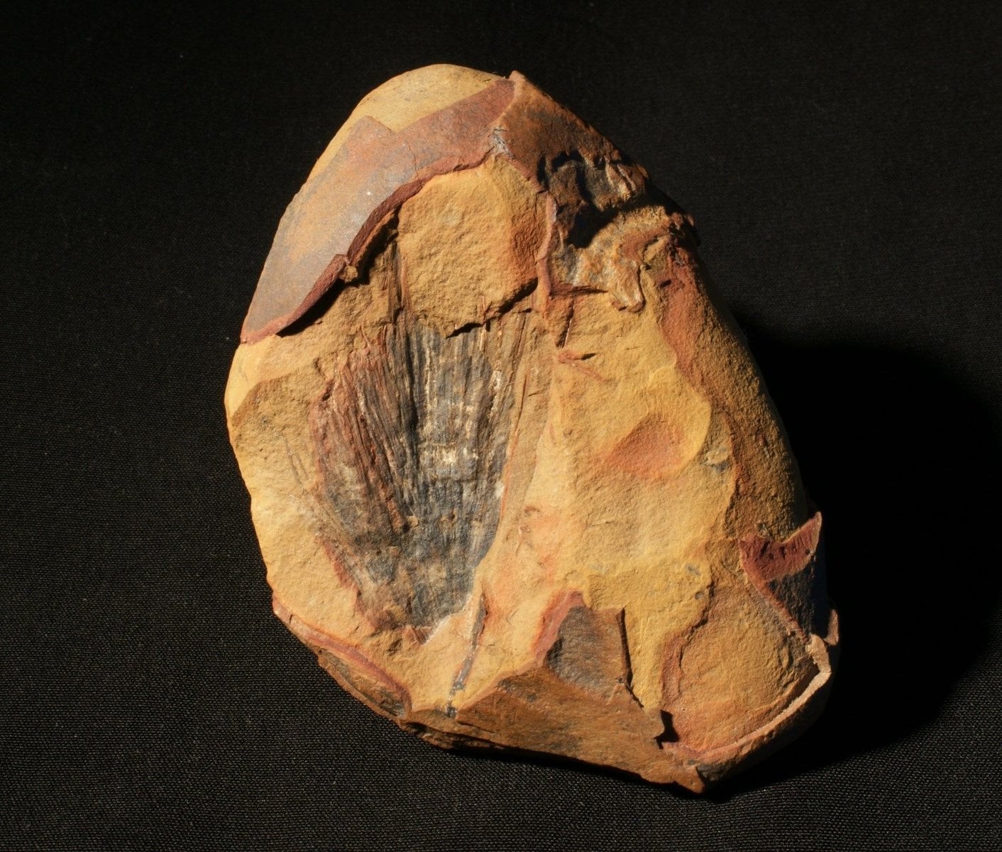 Calamite cone fossil A1.jpg - Member Collections - The Fossil Forum