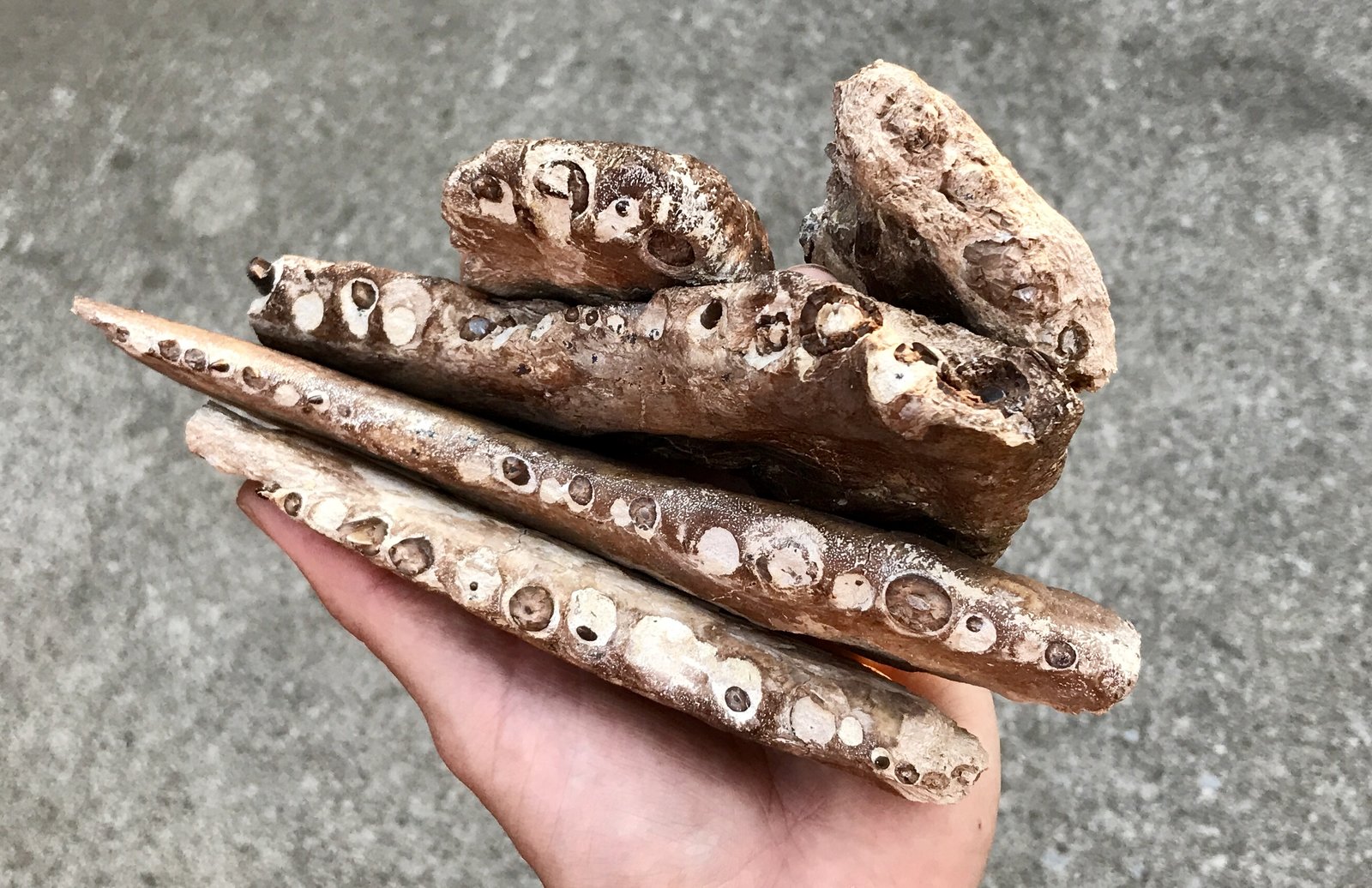 Xiphactinus fish jaws - Member Collections - The Fossil Forum