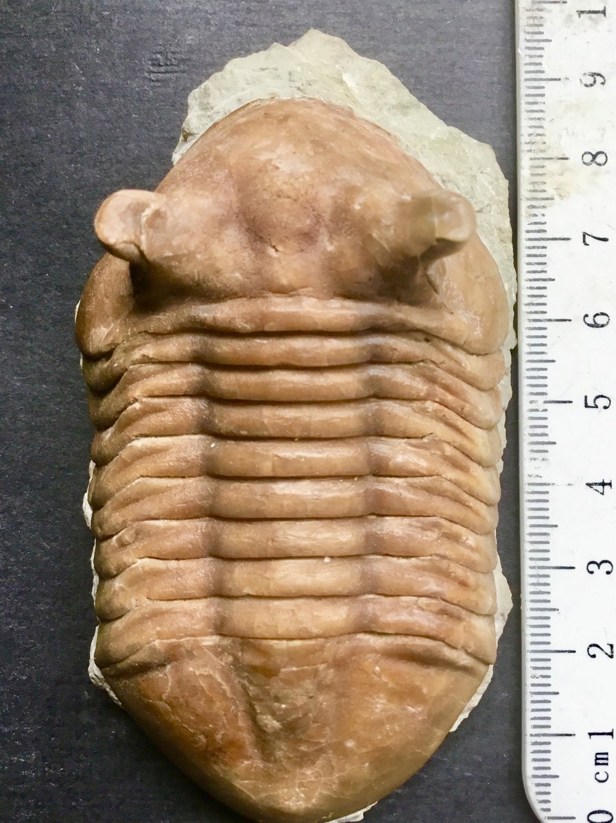 Asaphus punctatus - Trilobites - The Fossil Forum