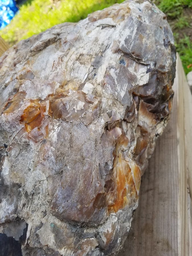 Petrified Log? - Fossil ID - The Fossil Forum
