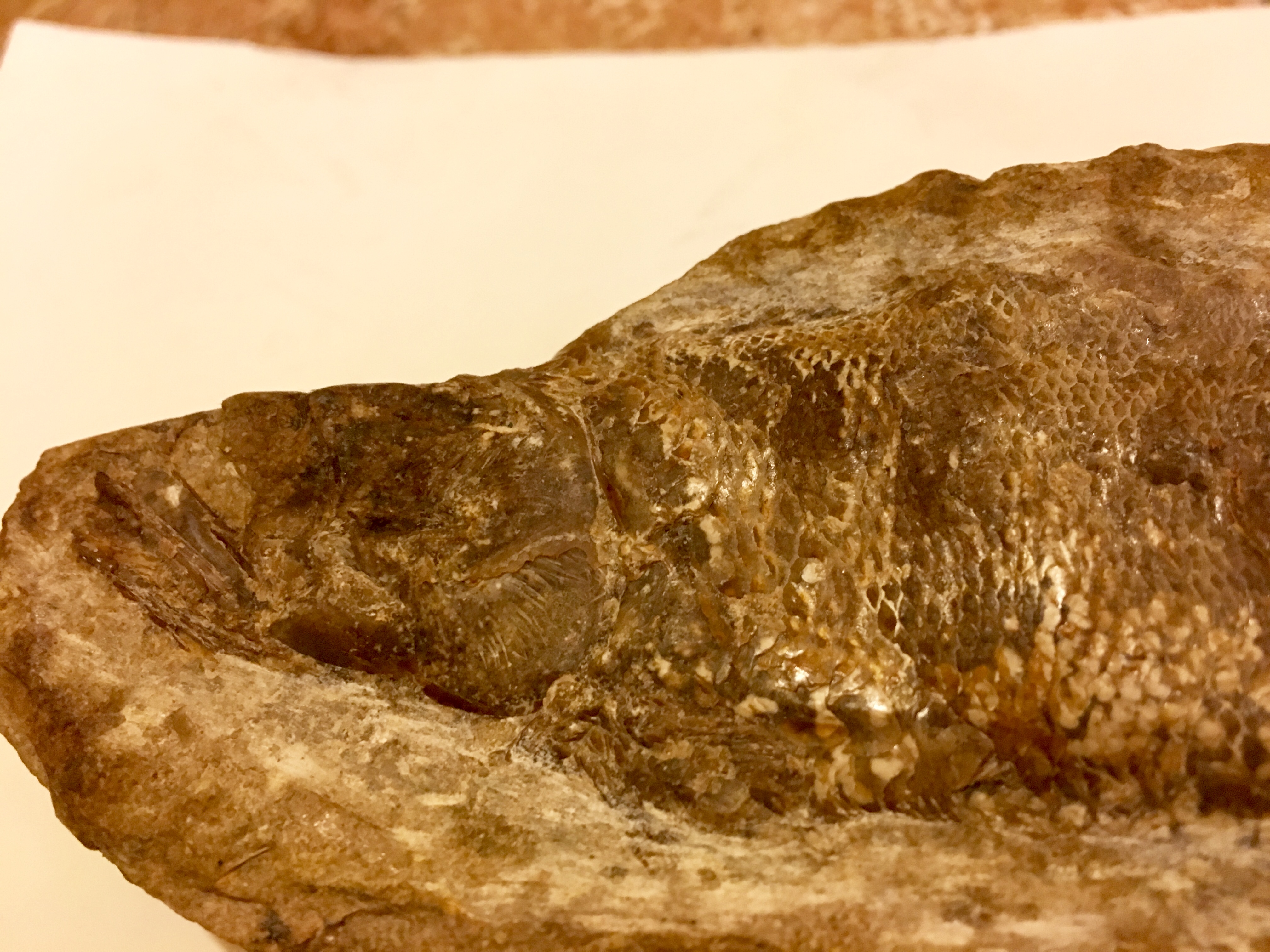 A Brazilian Fish - Fossil ID - The Fossil Forum