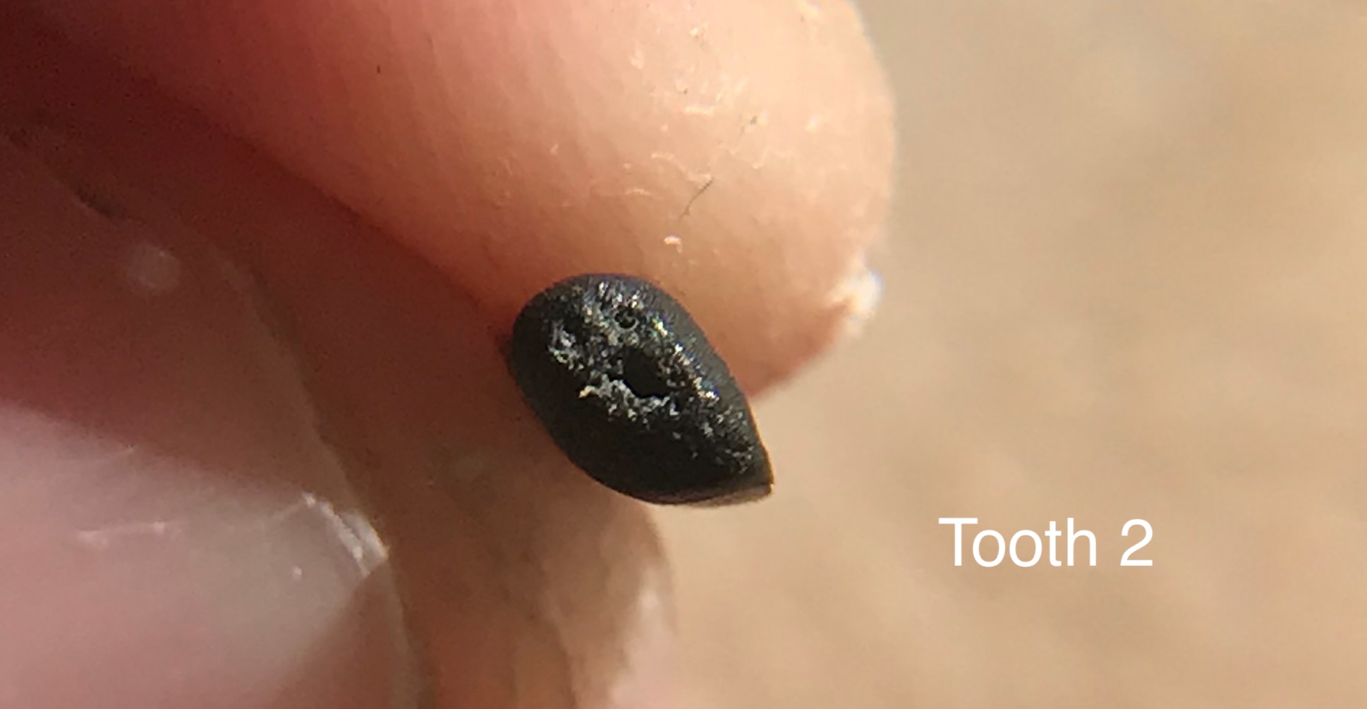 Small teeth ID - Fossil ID - The Fossil Forum