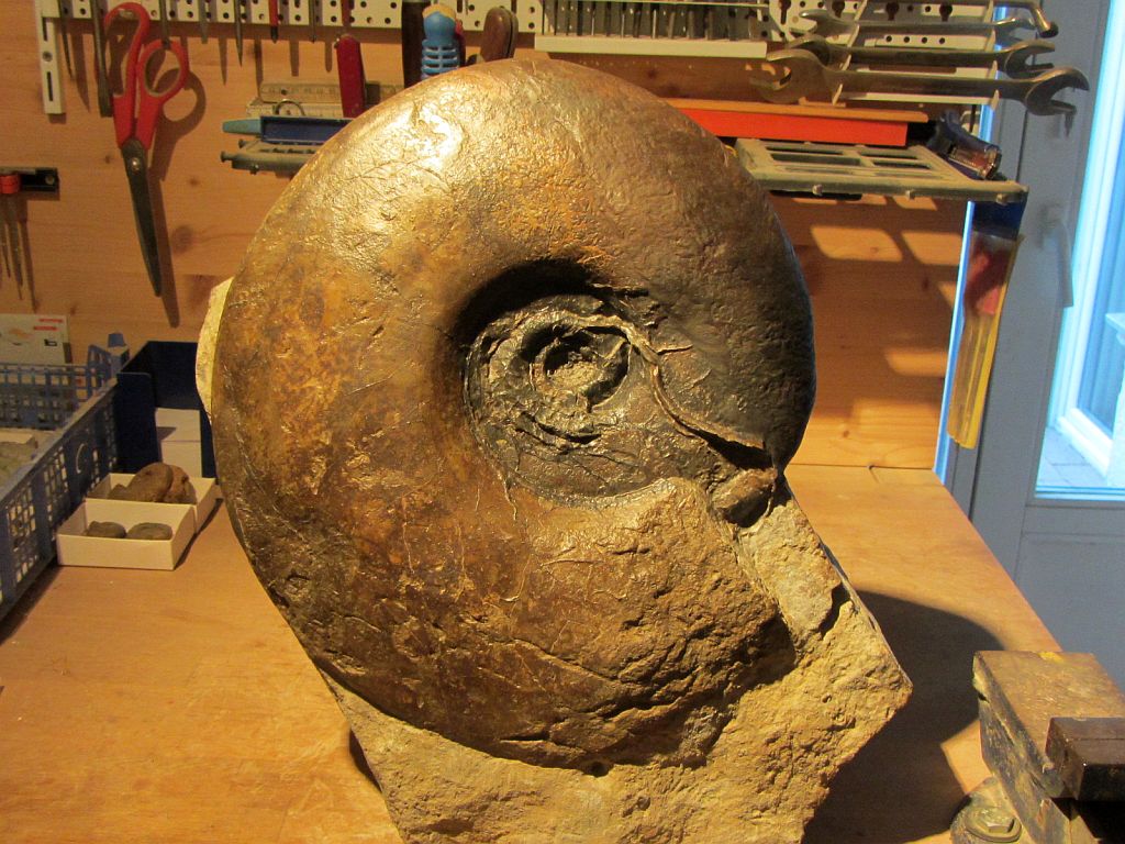 The best of my Ammonite collection - Page 9 - Member Collections - The ...
