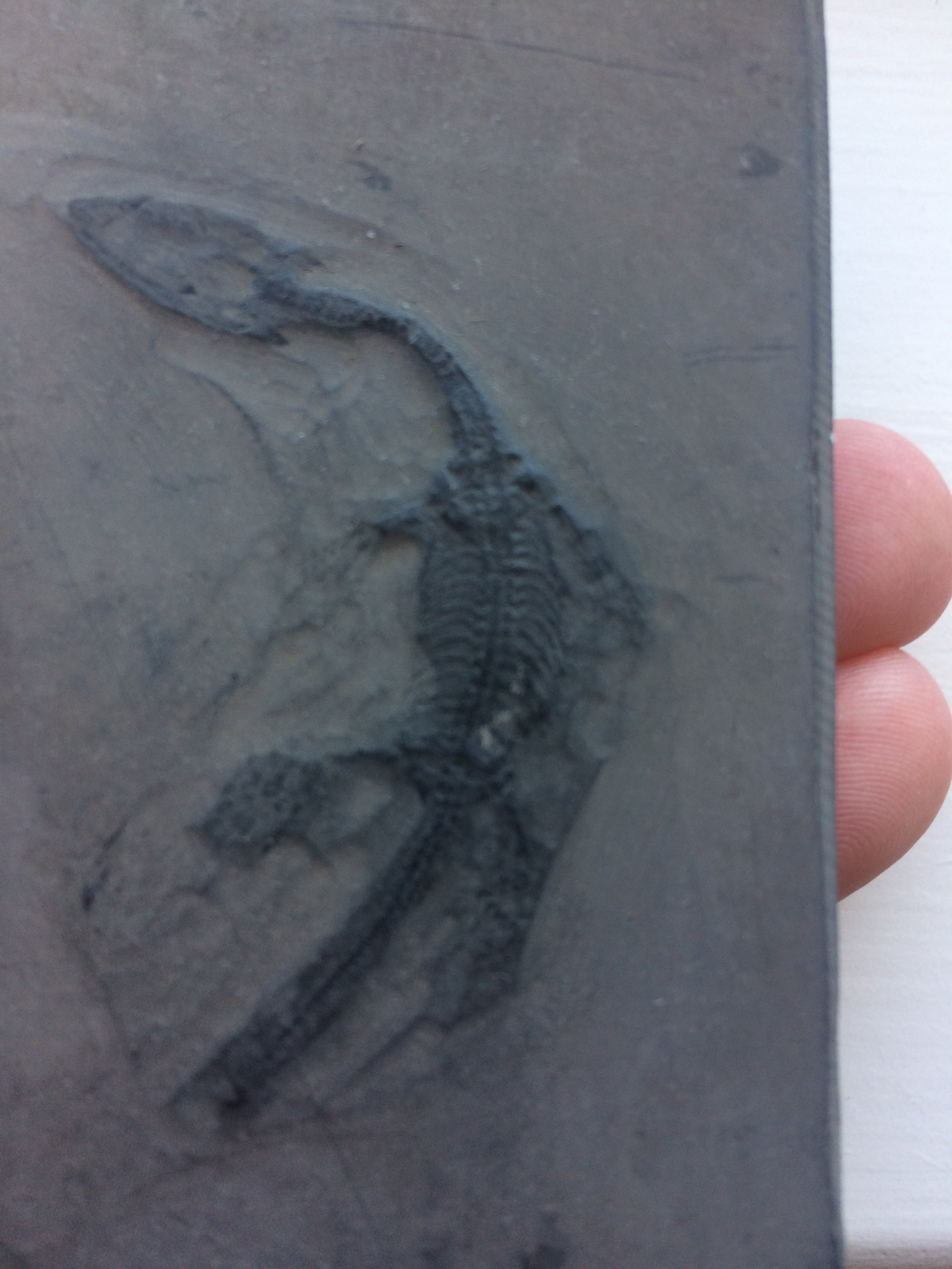 Keichousaurus UPDATE - Fossil ID - The Fossil Forum