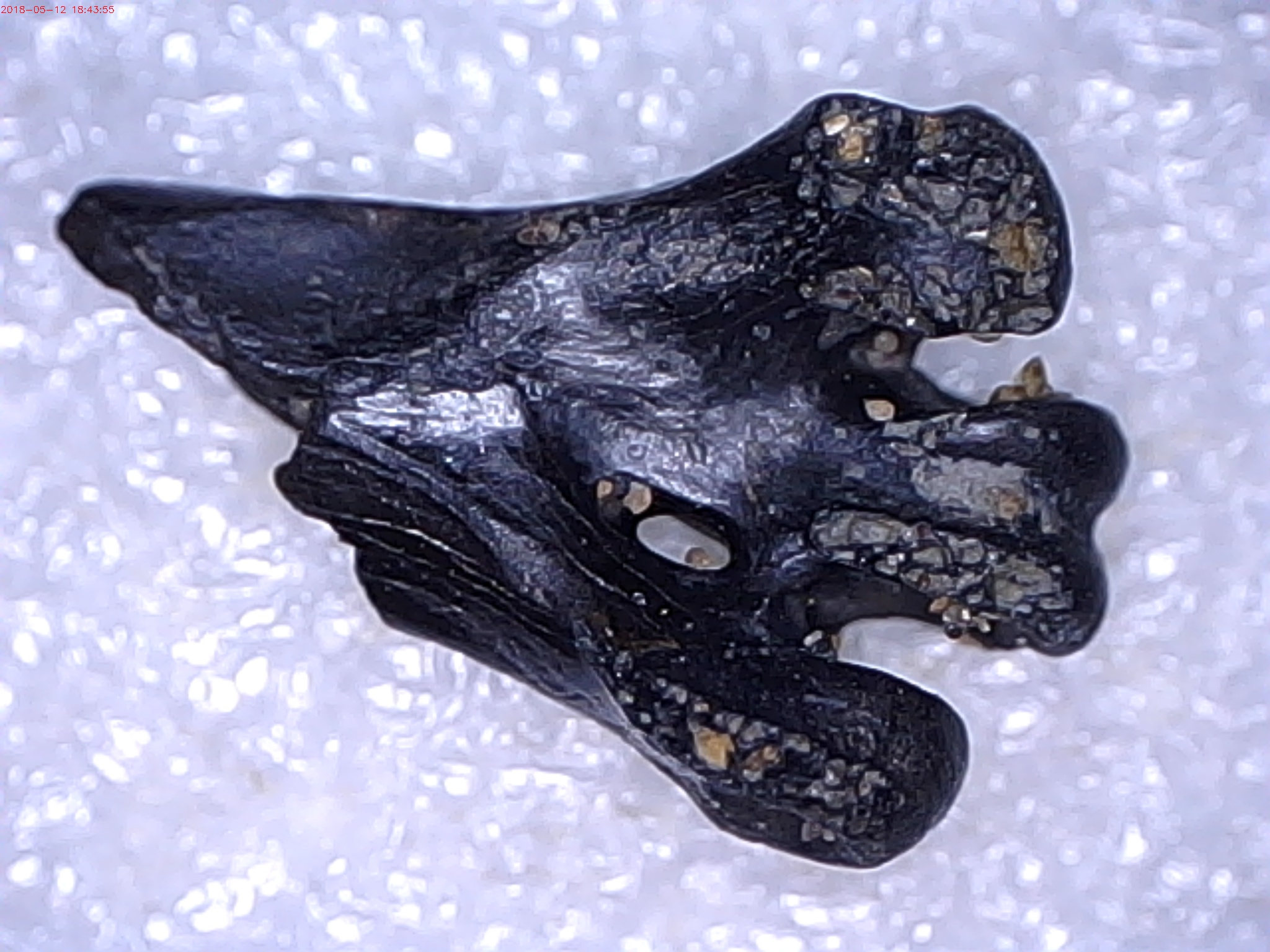 Bouldnor Fm. Bird Tarsometatarsus - Fossil ID - The Fossil Forum