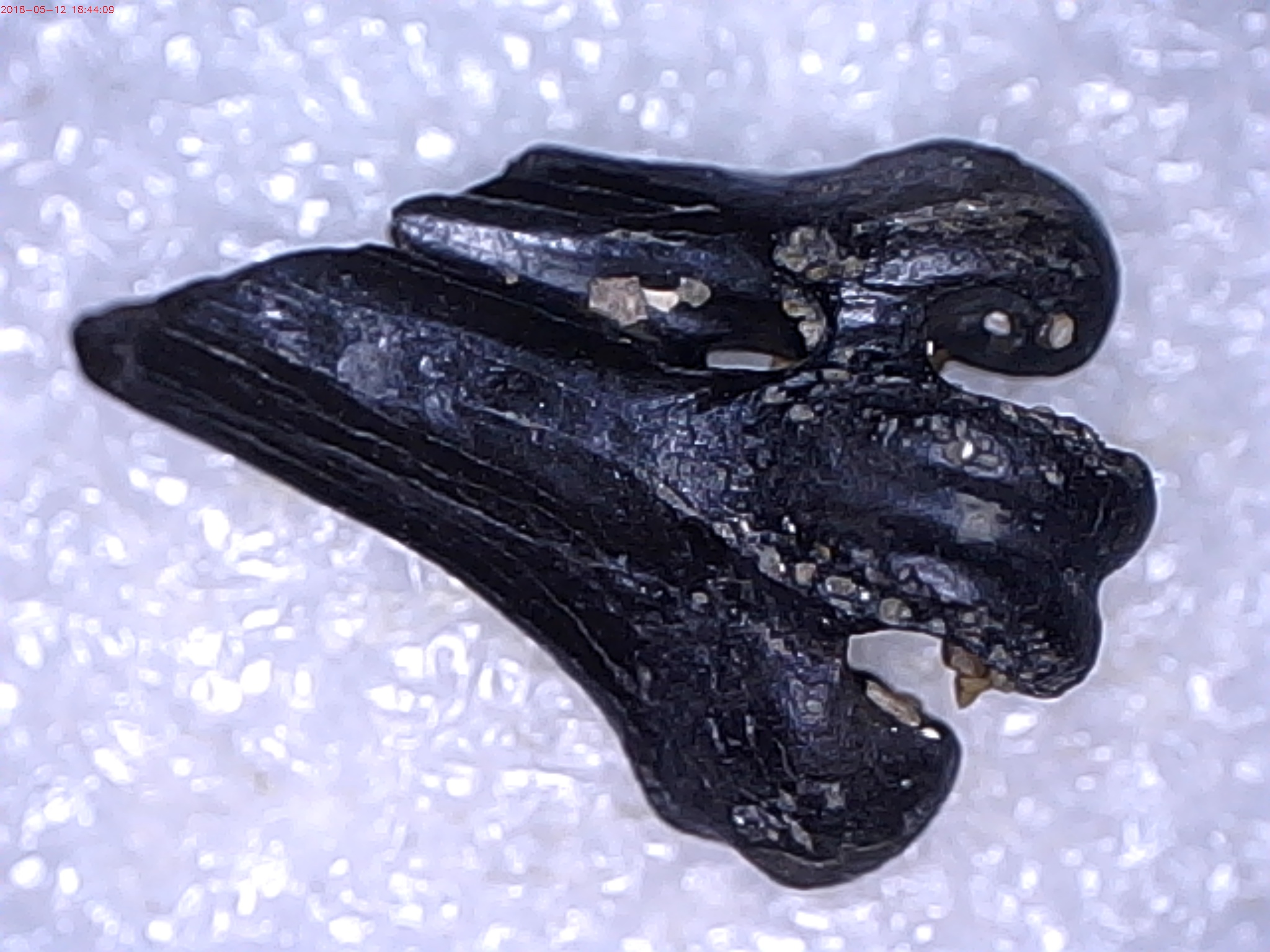 Bouldnor Fm. Bird Tarsometatarsus - Fossil ID - The Fossil Forum