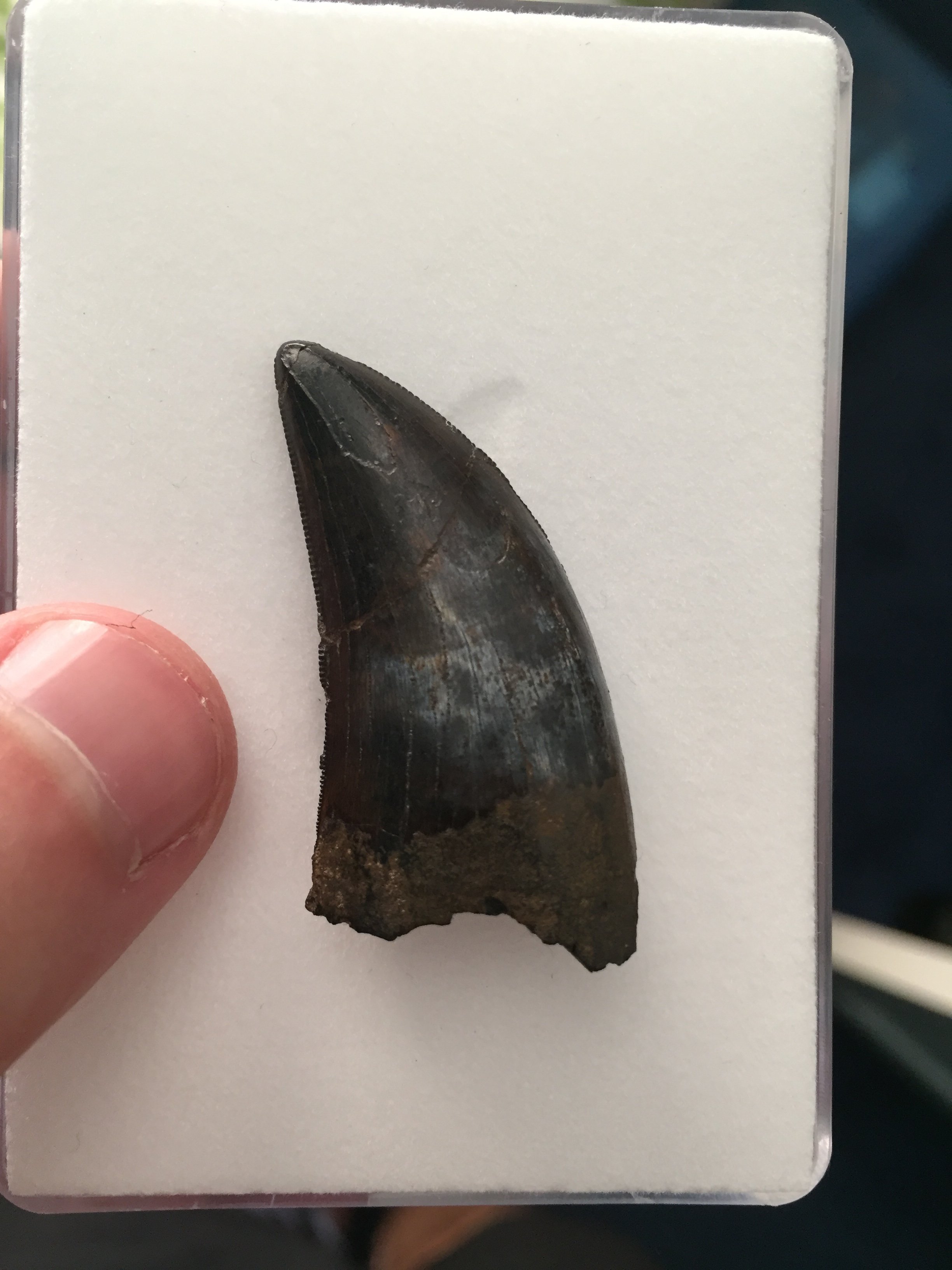 My Collection of Theropod Teeth - Page 4 - Member Collections - The ...