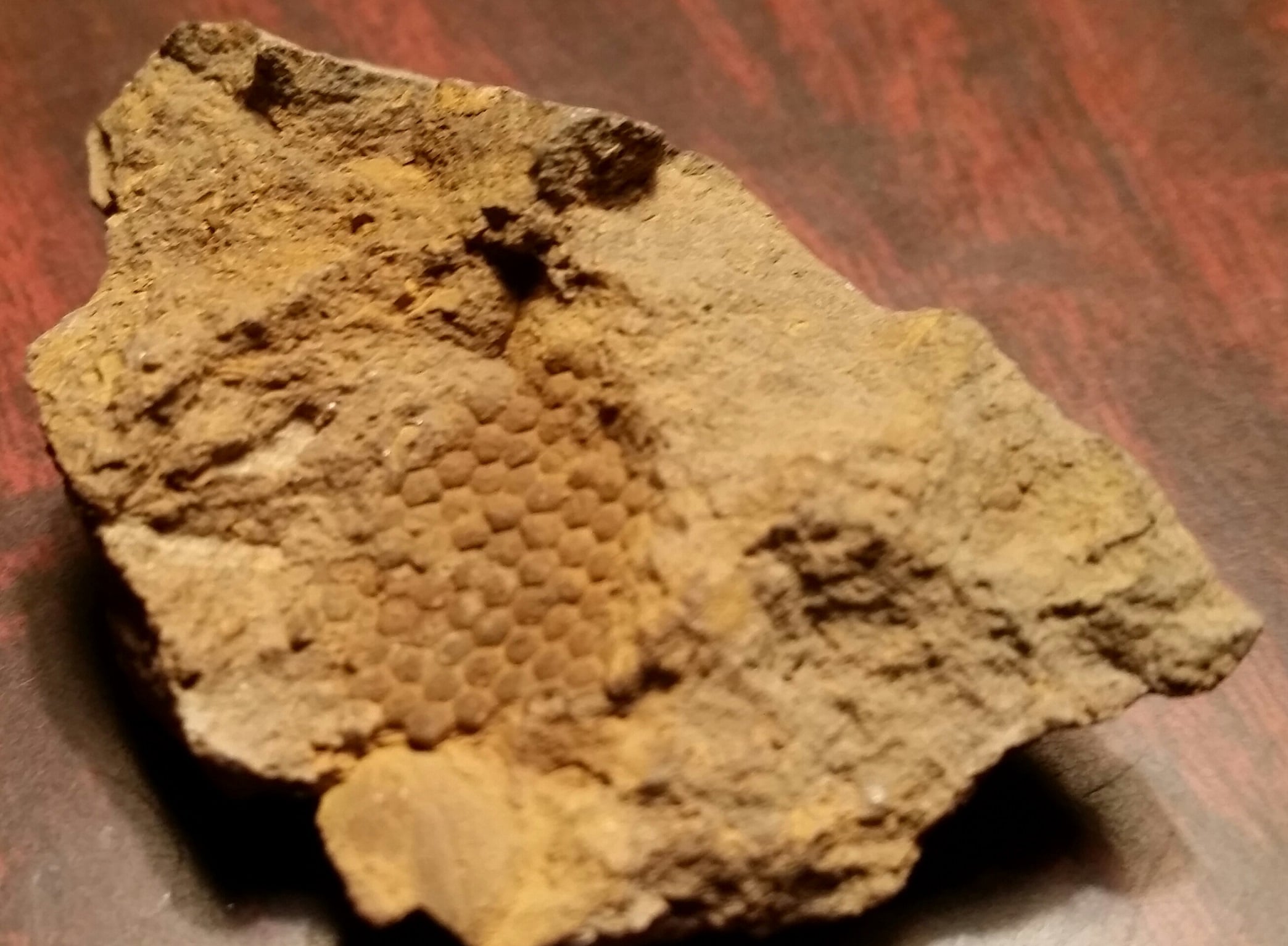 Cystoid and coral? - Fossil ID - The Fossil Forum