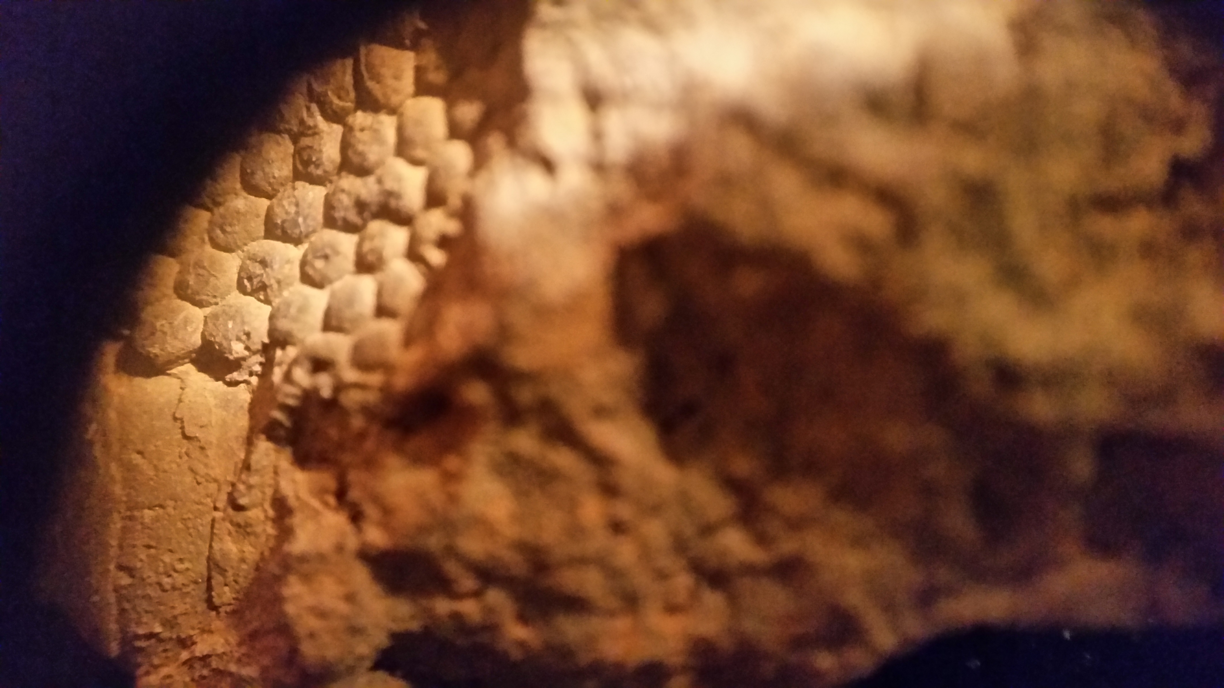 Cystoid and coral? - Fossil ID - The Fossil Forum