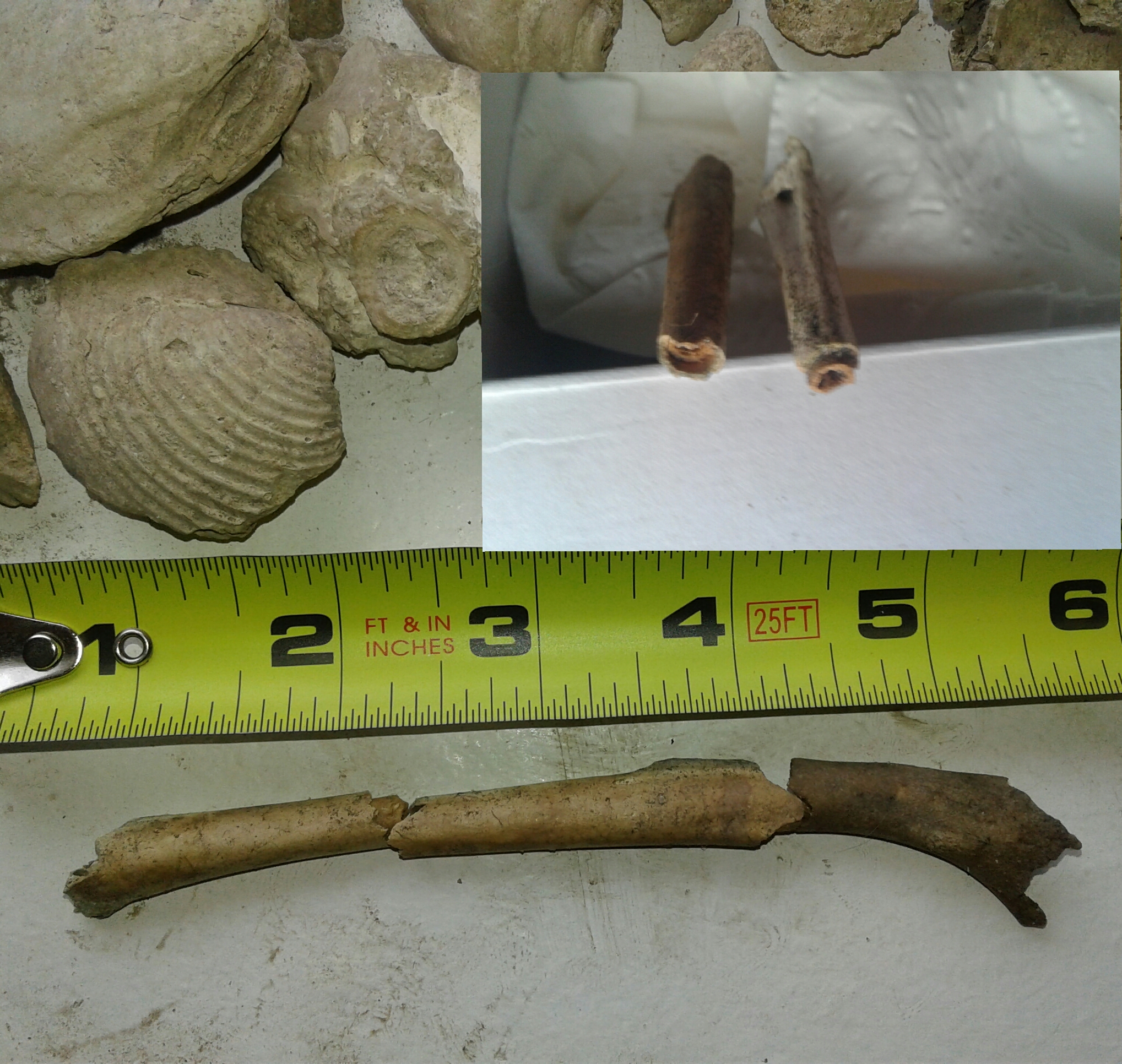 Mystery Bone - Fossil ID - The Fossil Forum