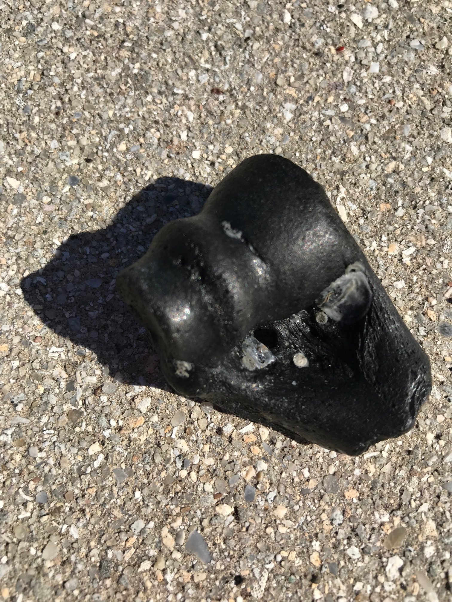 Bone joint? - Fossil ID - The Fossil Forum