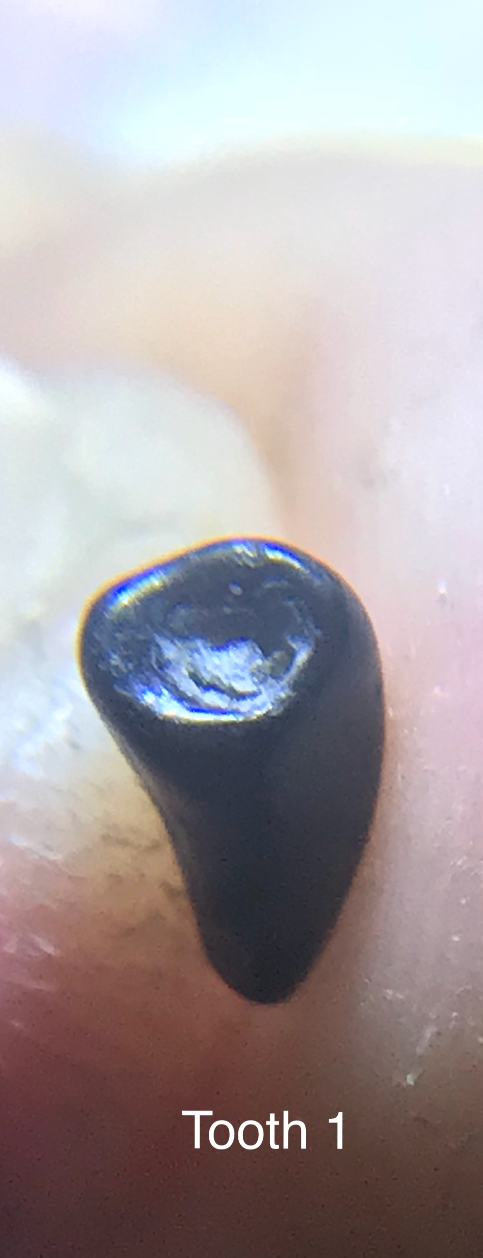 Small teeth id - Fossil ID - The Fossil Forum