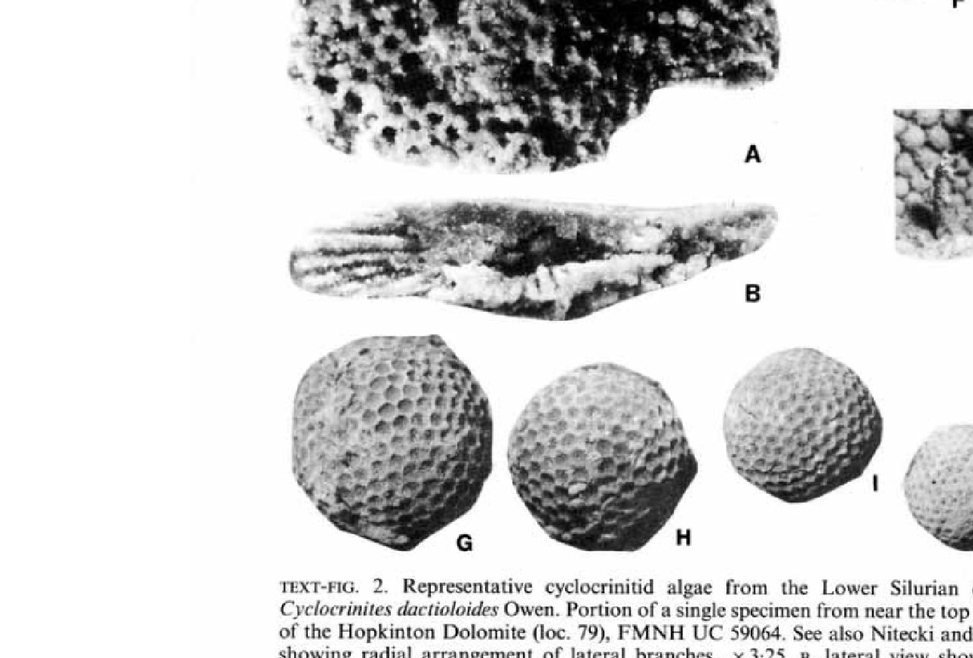 Cystoid and coral? - Fossil ID - The Fossil Forum