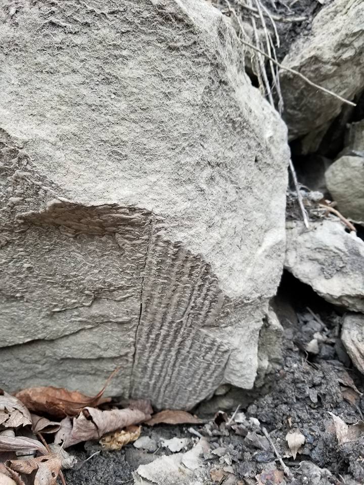 South Fork, Pennsylvaniai Expedition! - Fossil Hunting Trips - The ...