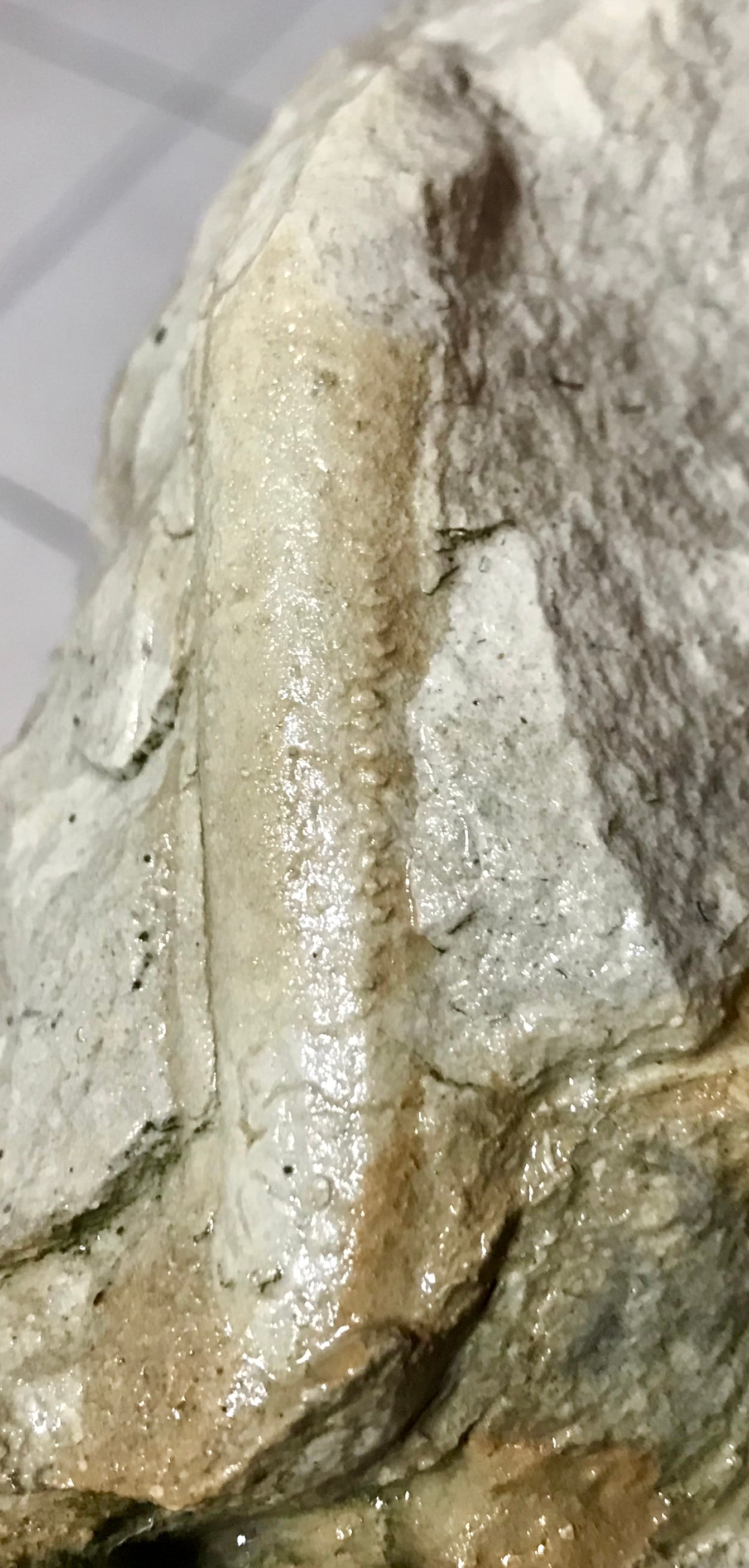 Denton Creek (Duck Creek Formation) ID - Fossil ID - The Fossil Forum