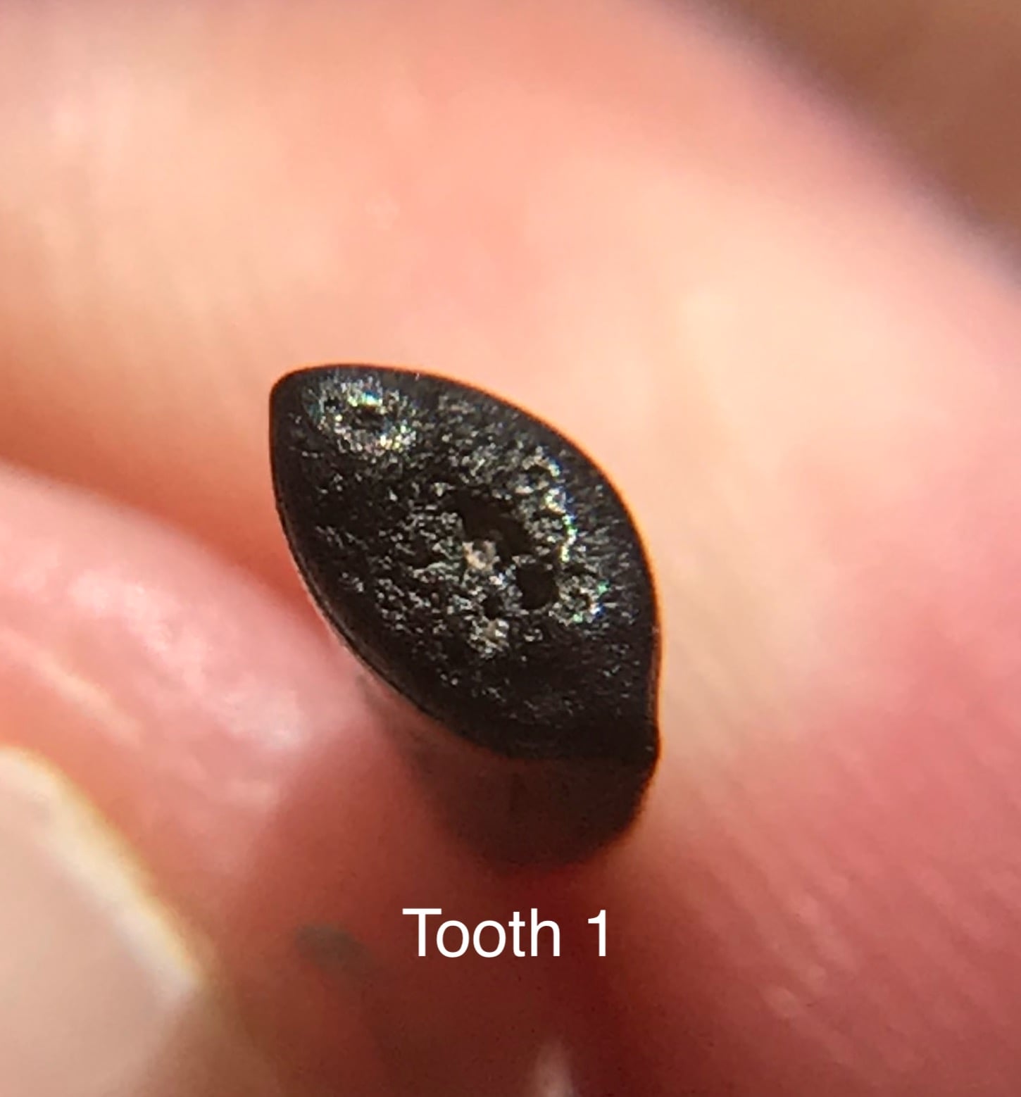 Small teeth ID - Fossil ID - The Fossil Forum