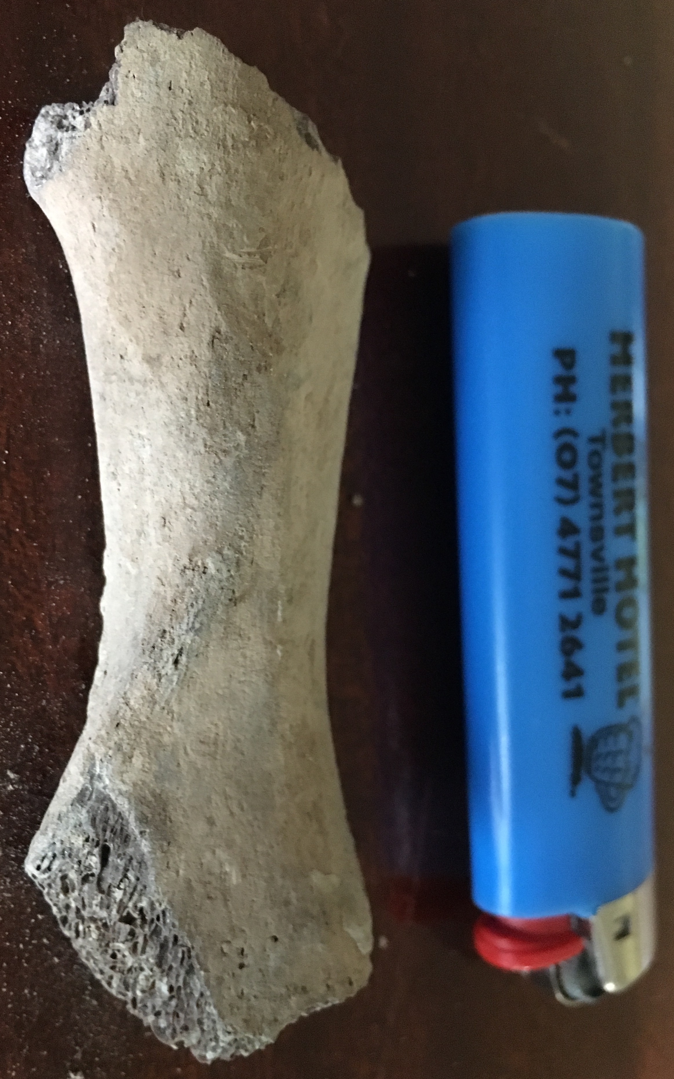 Rib Fossil - Fossil ID - The Fossil Forum