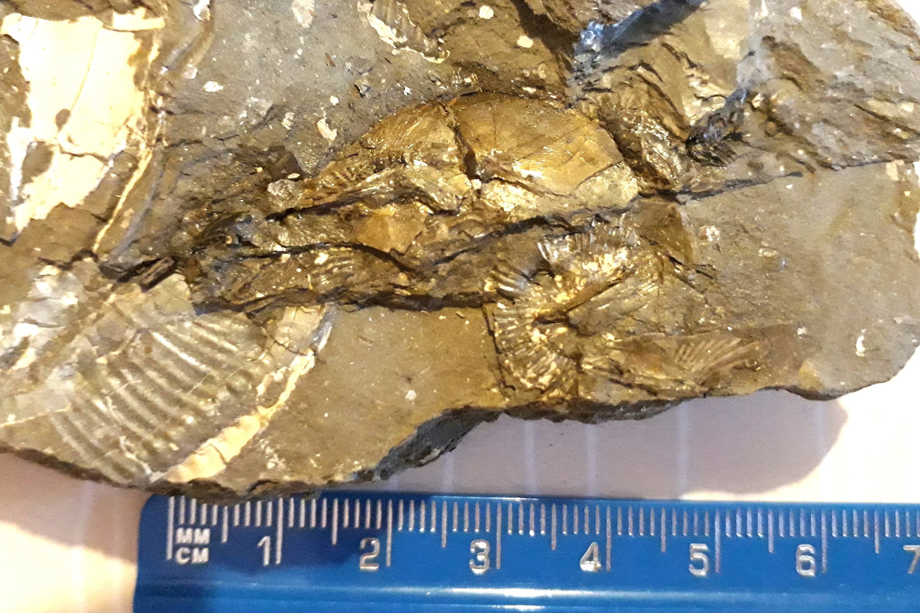 Jurassic fish - Fossil ID - The Fossil Forum