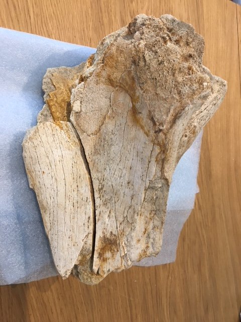 Large Dinosaur Bone Identification Help - Fossil ID - The Fossil Forum