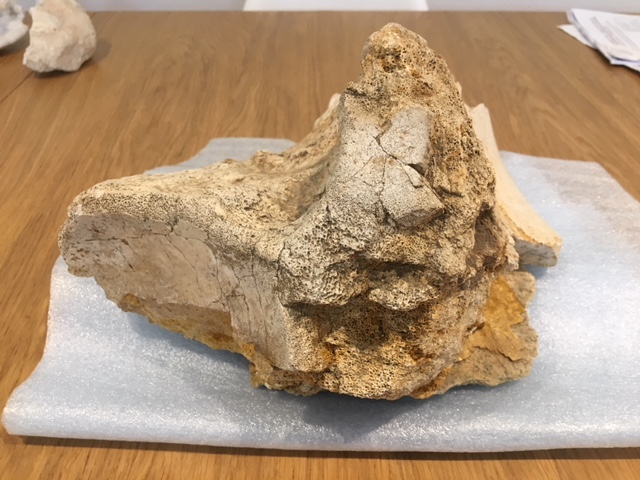 Large Dinosaur Bone Identification Help - Fossil ID - The Fossil Forum