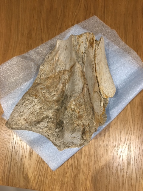 Large Dinosaur Bone Identification Help - Fossil ID - The Fossil Forum