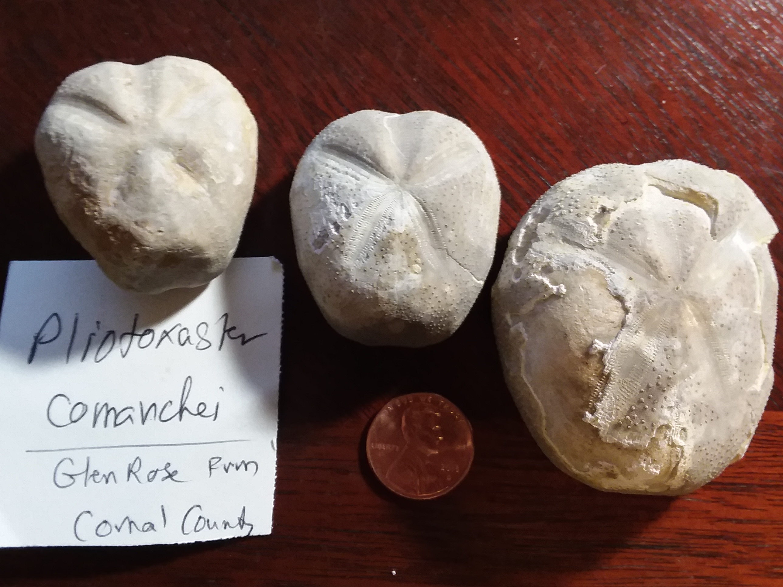 Texas Echinoid: Pliotoxaster comanchei from Fredericksburg Formation ...